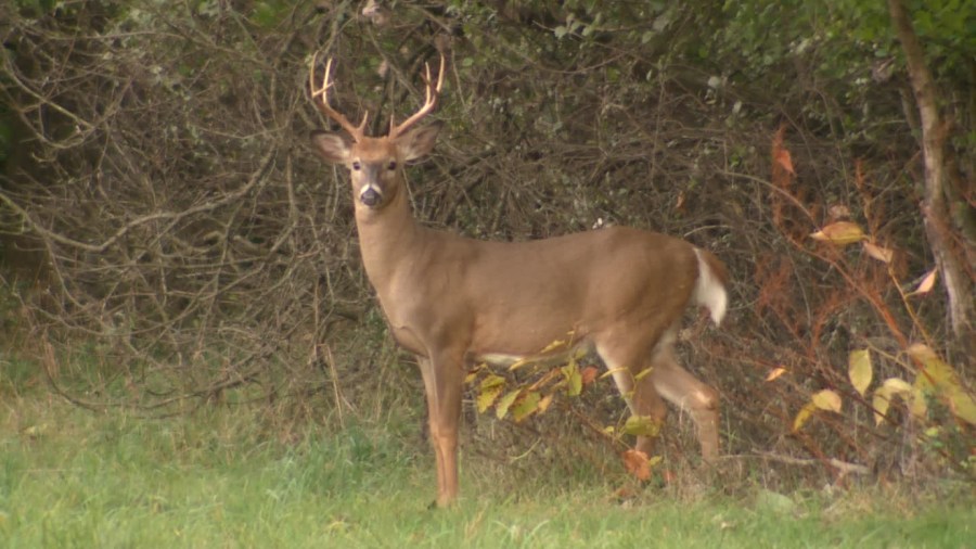 Michigan approves electronic kill tags for hunters. How will they work?