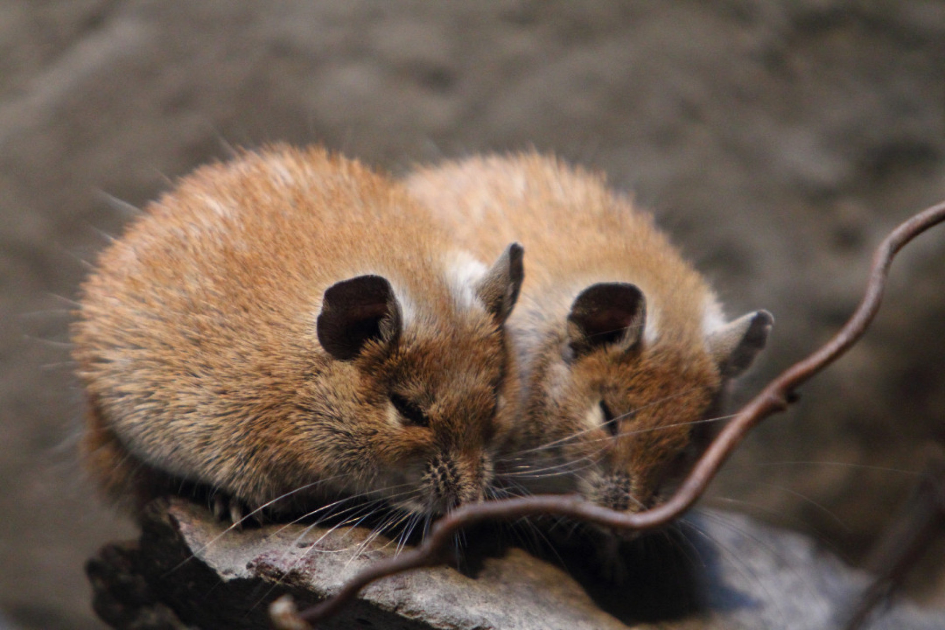 These mammals make the best human companions (according to science)