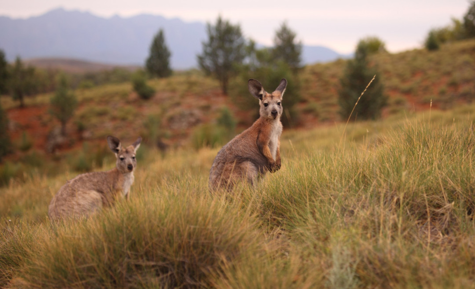 These mammals make the best human companions (according to science)