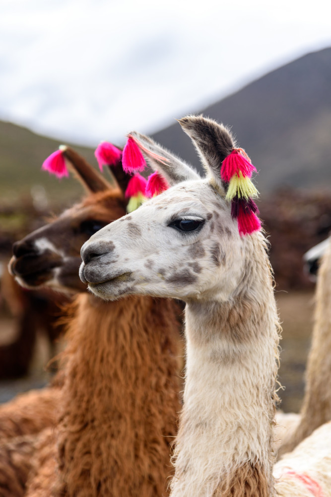 These mammals make the best human companions (according to science)