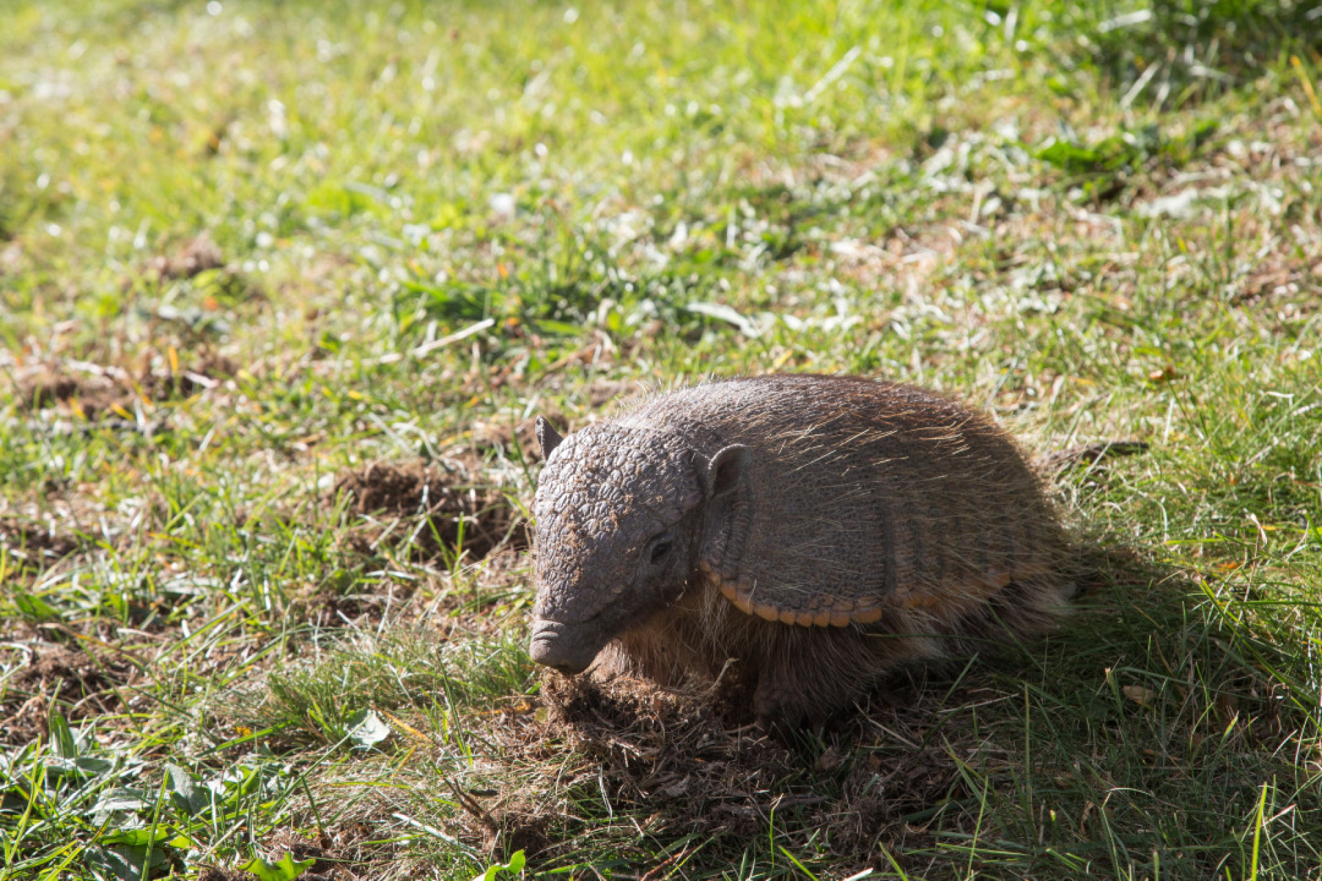 These mammals make the best human companions (according to science)