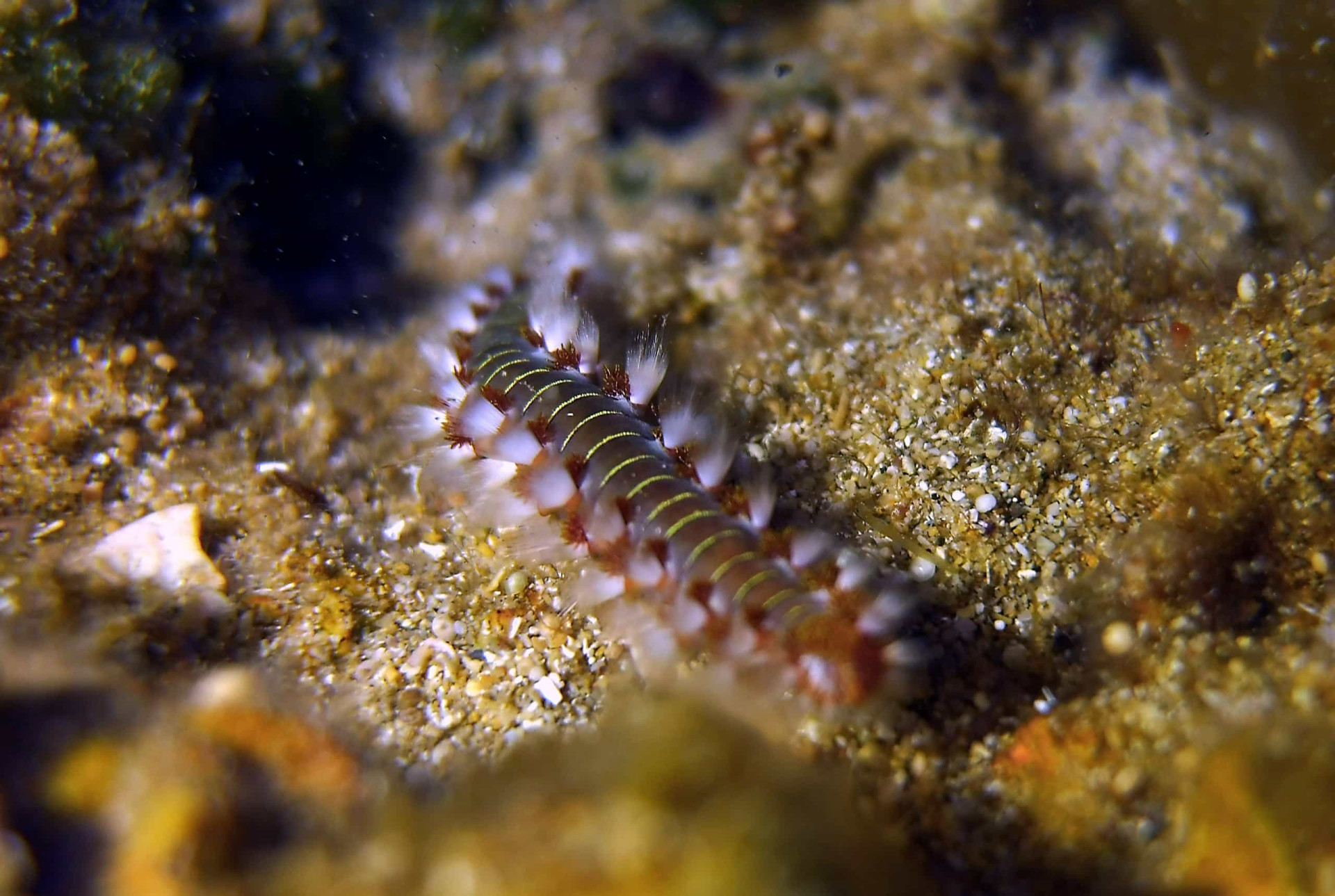 Le creature più velenose che popolano i mari