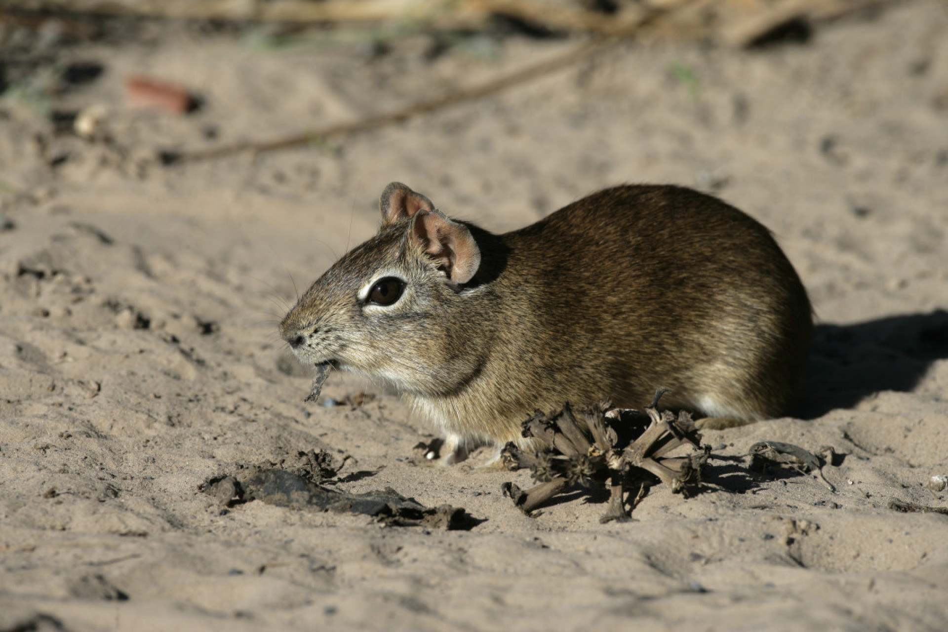 These mammals make the best human companions (according to science)