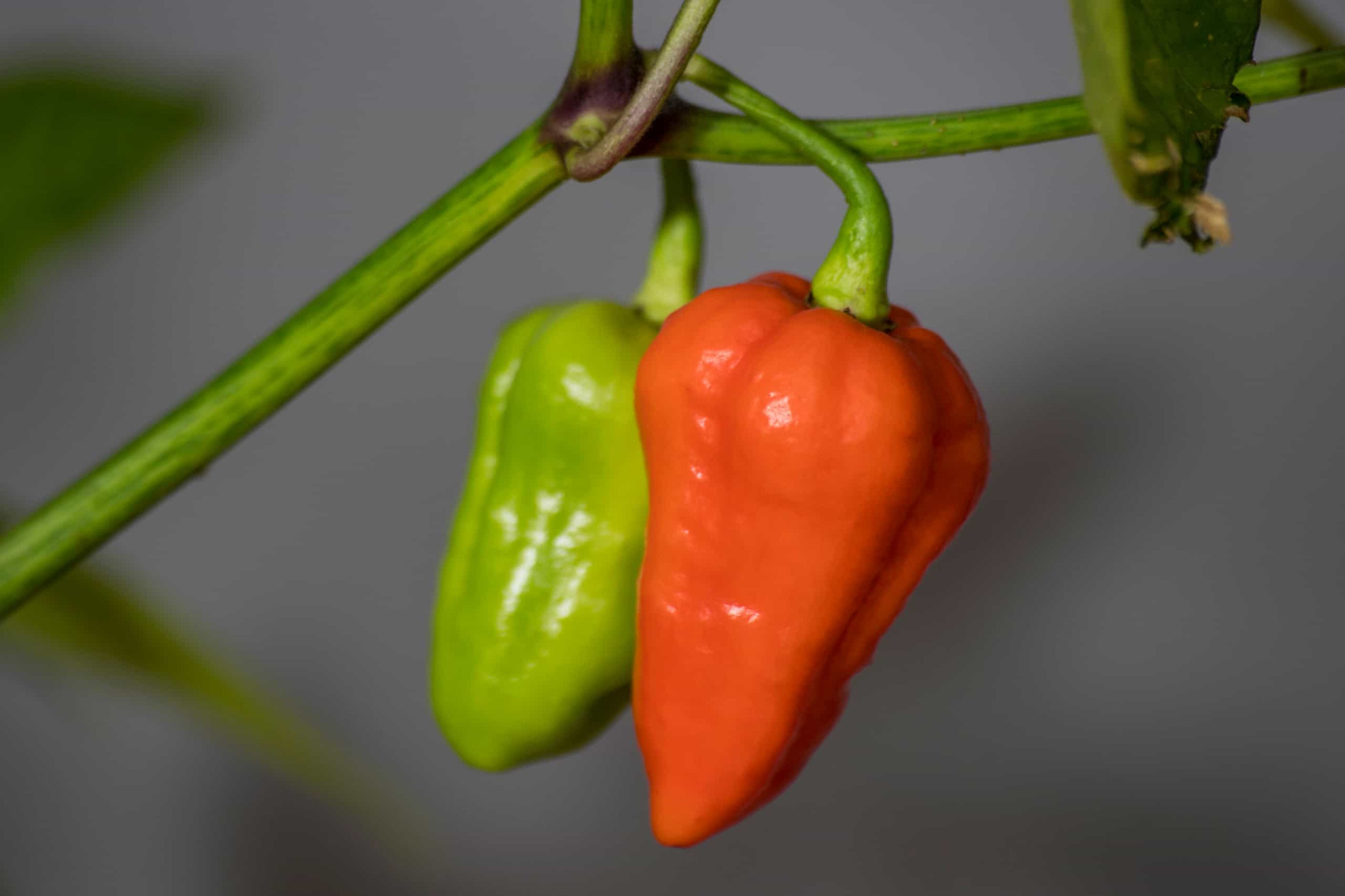 The world’s hottest peppers, and where to eat them