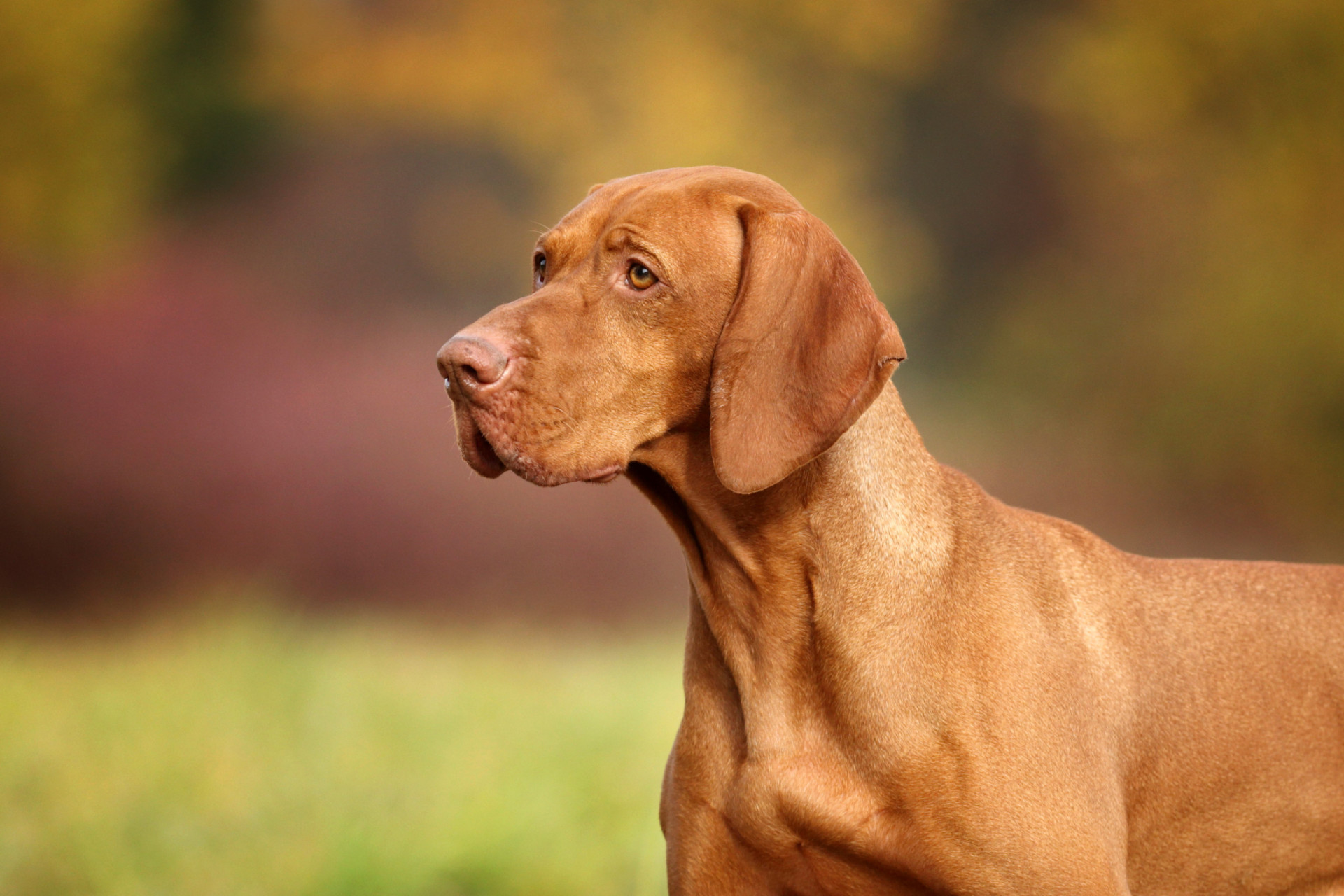 The easiest dog breeds to train