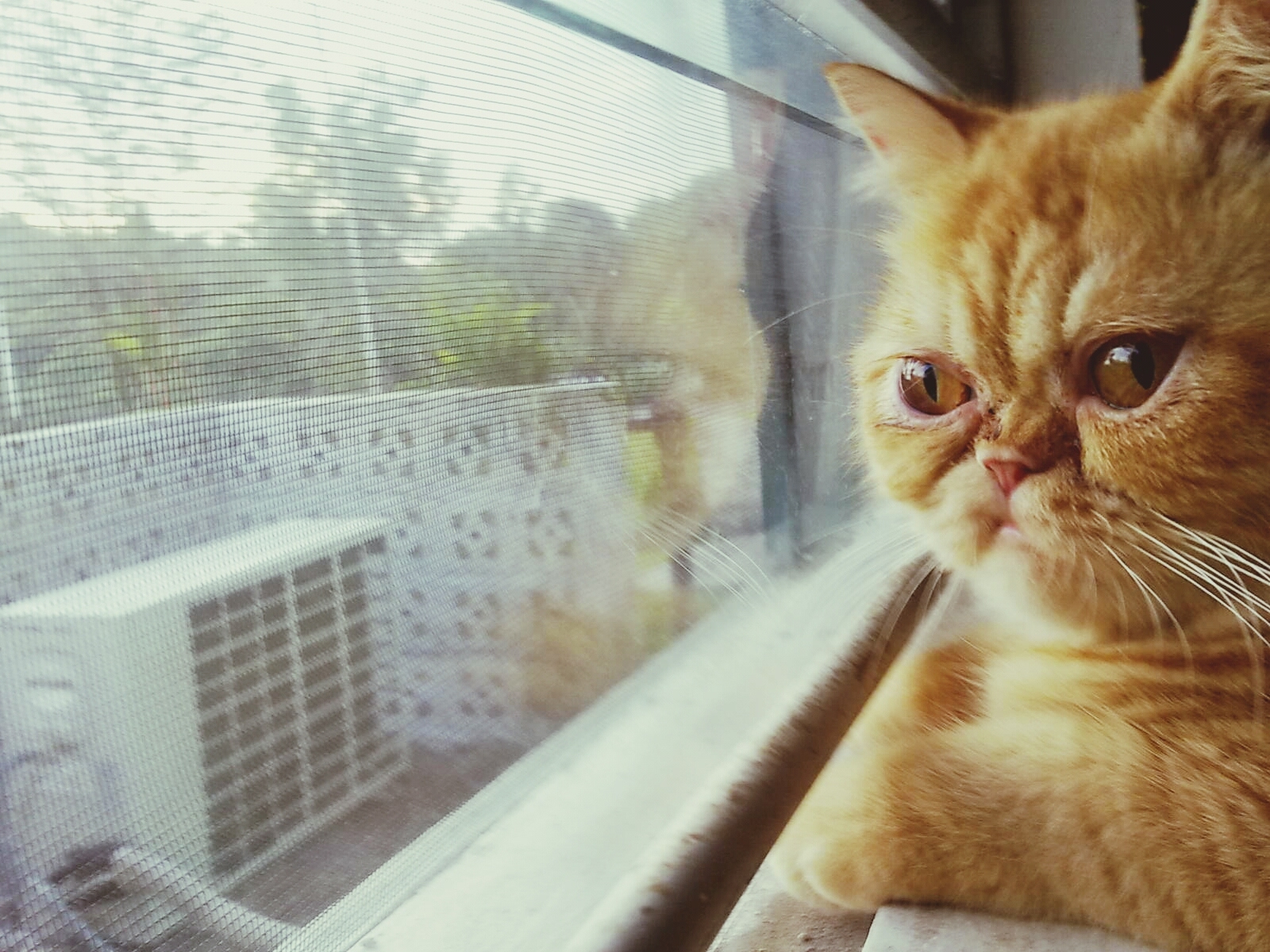 Is your cat a psychopath?