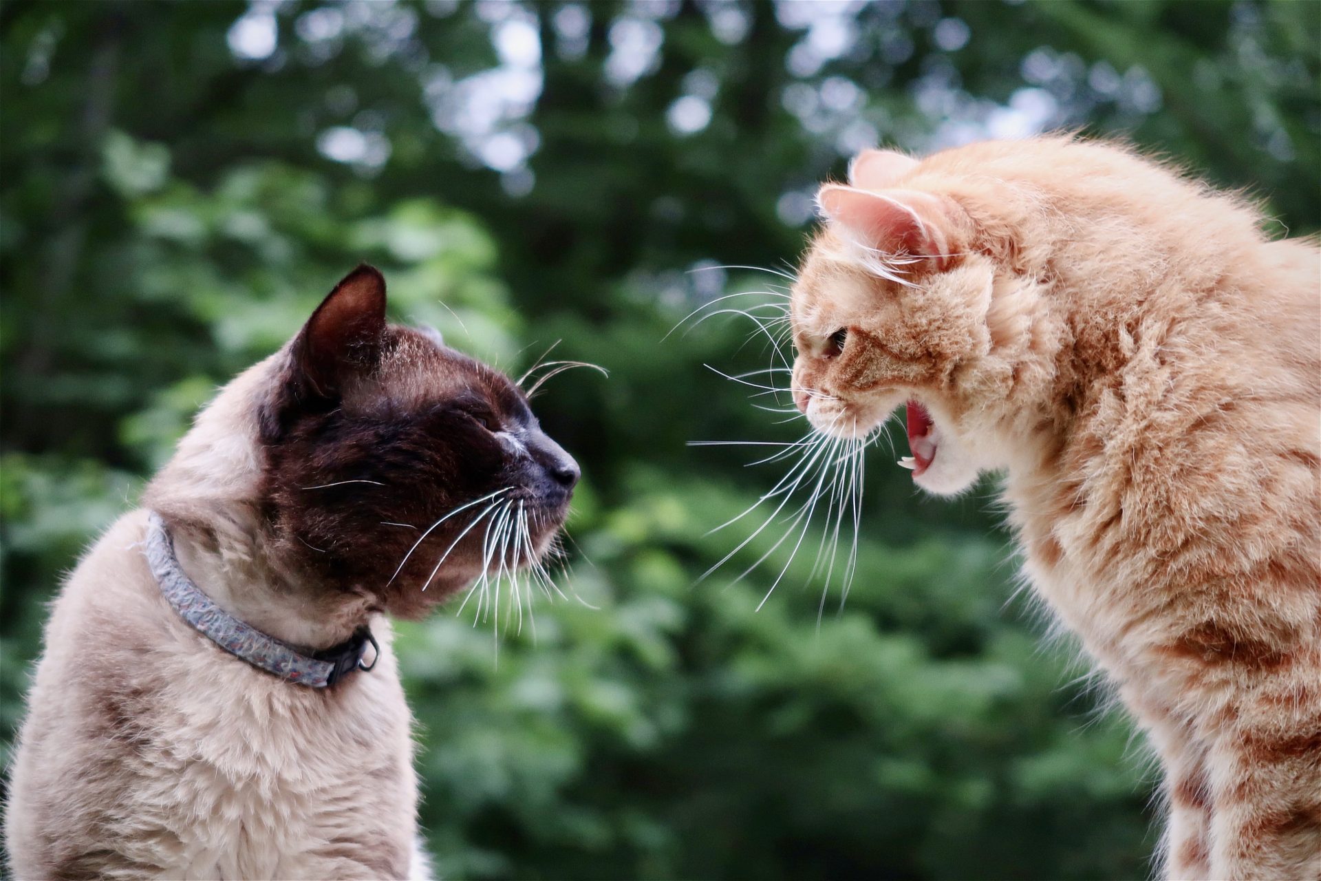 Furry psychopaths: study reveals cats aren't as sweet you think