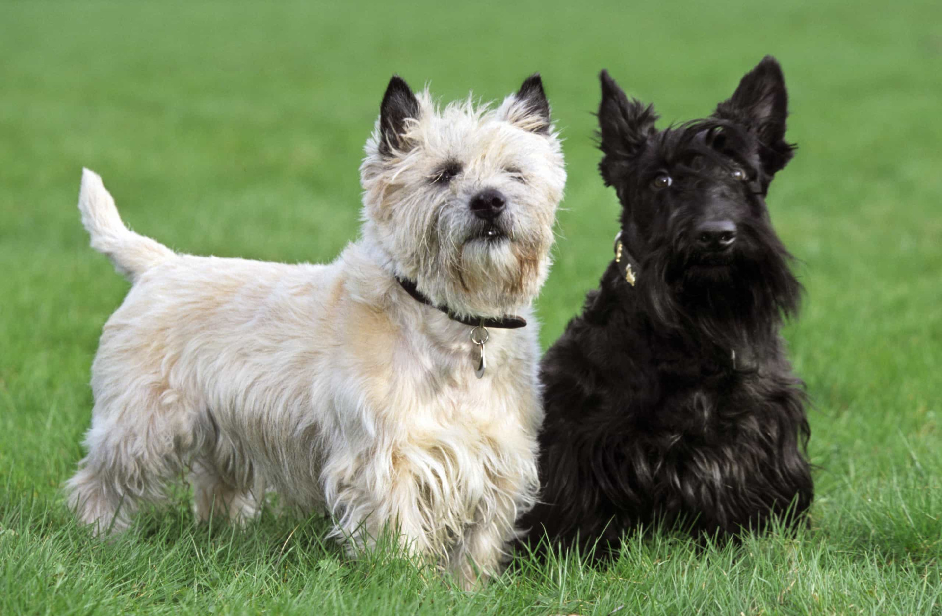 Les 25 plus adorables races de chiens