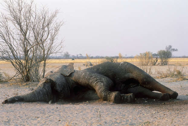 Remember when the cause behind hundreds of mysterious elephant deaths ... Remember when the cause behind hundreds of mysterious elephant deaths ...