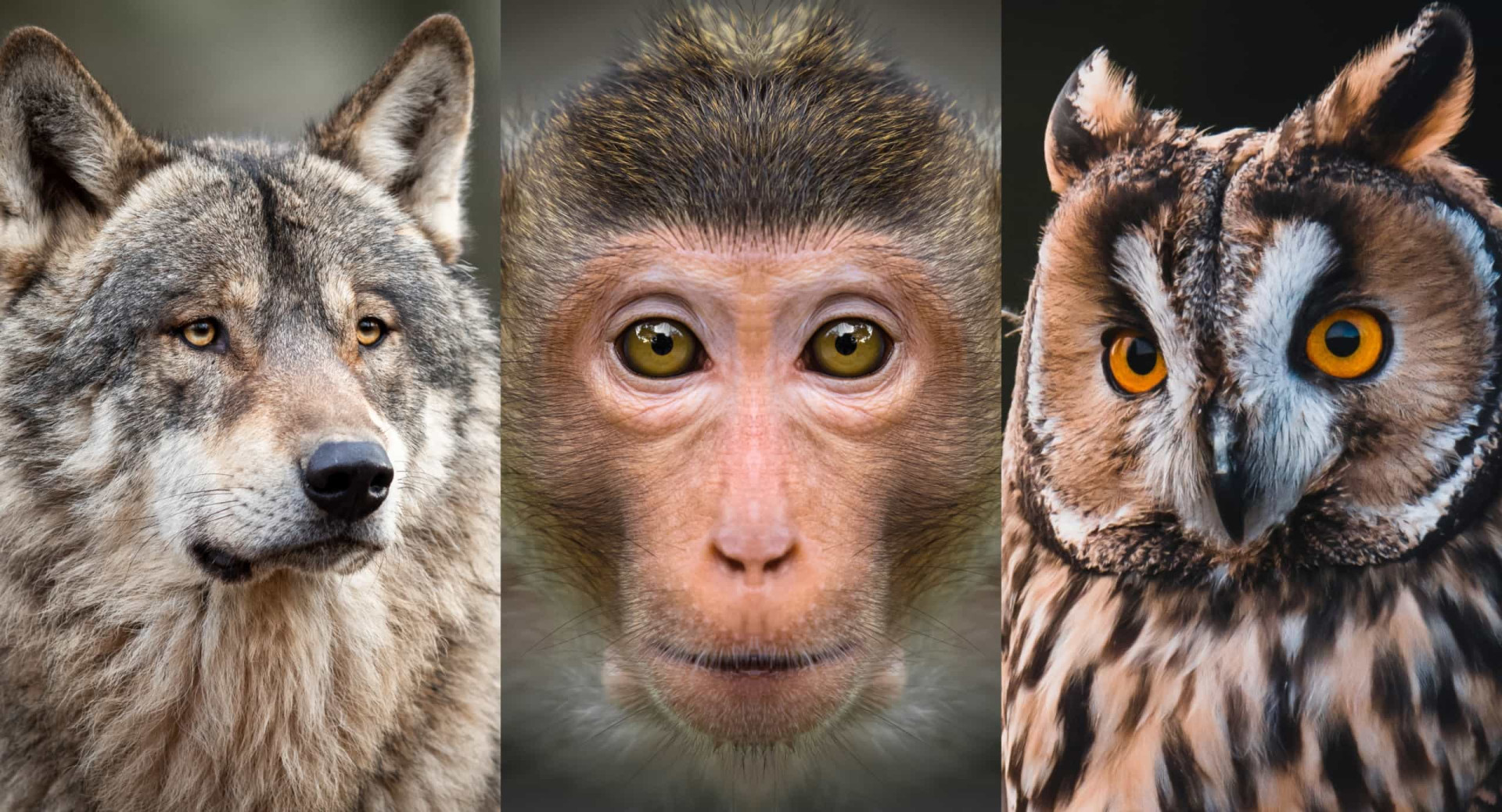 Symbolique des animaux : découvrez ces mythes et légendes