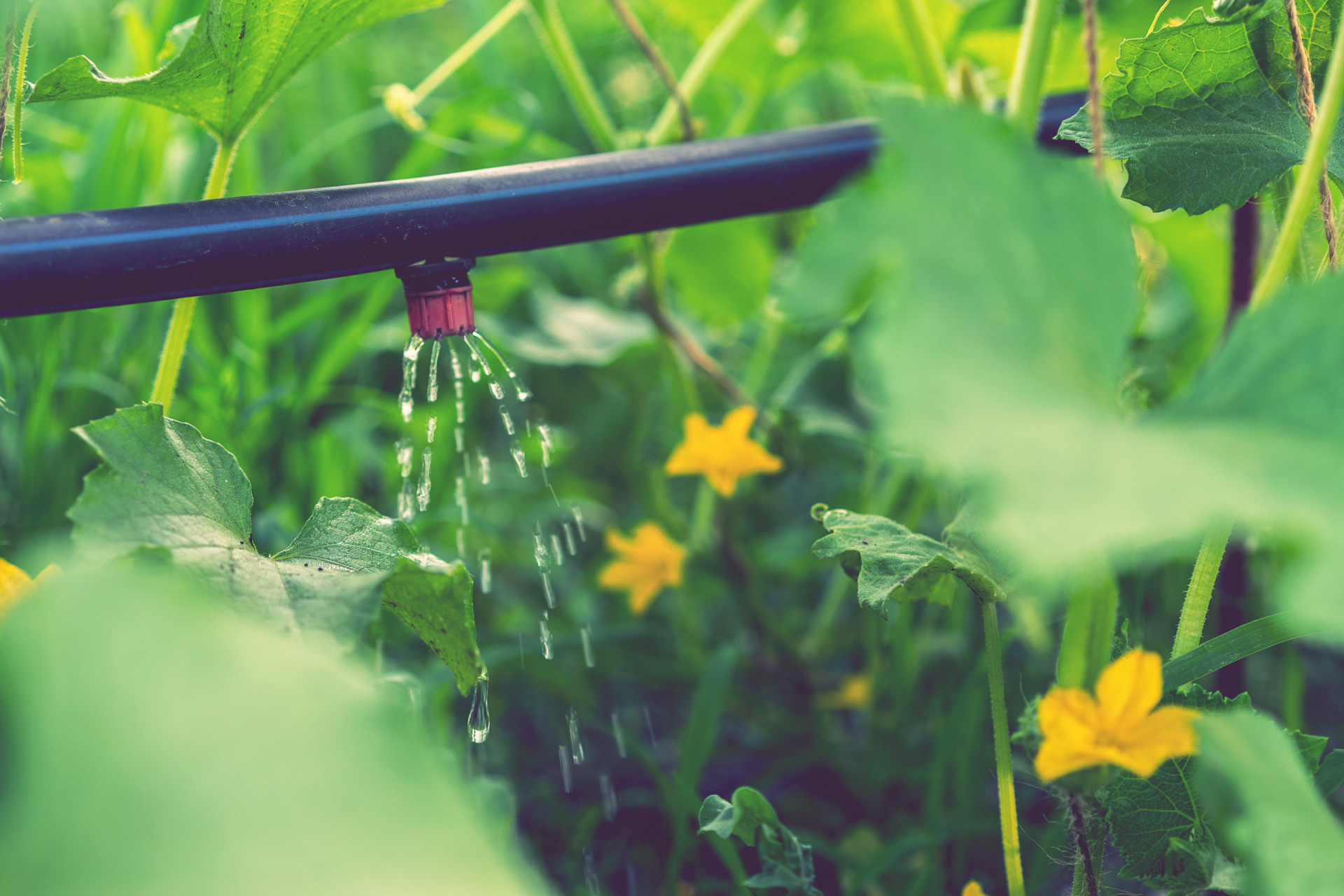 How to keep your plants alive when you're away