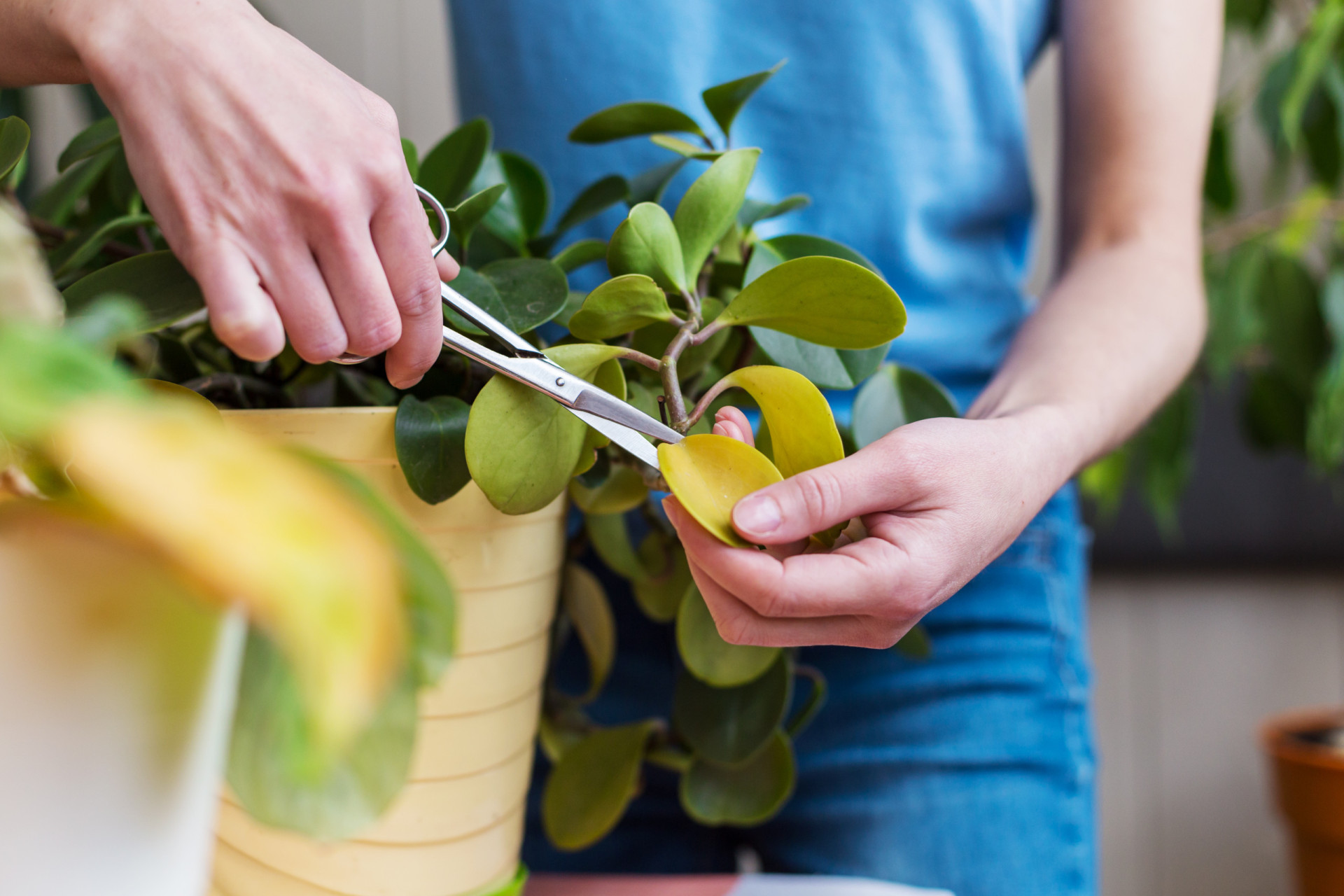 How to keep your plants alive when you're away