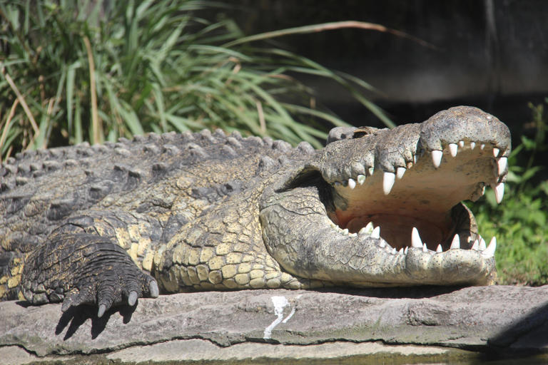 Florida Family’s Dog Survives Vicious Backyard Alligator Attack