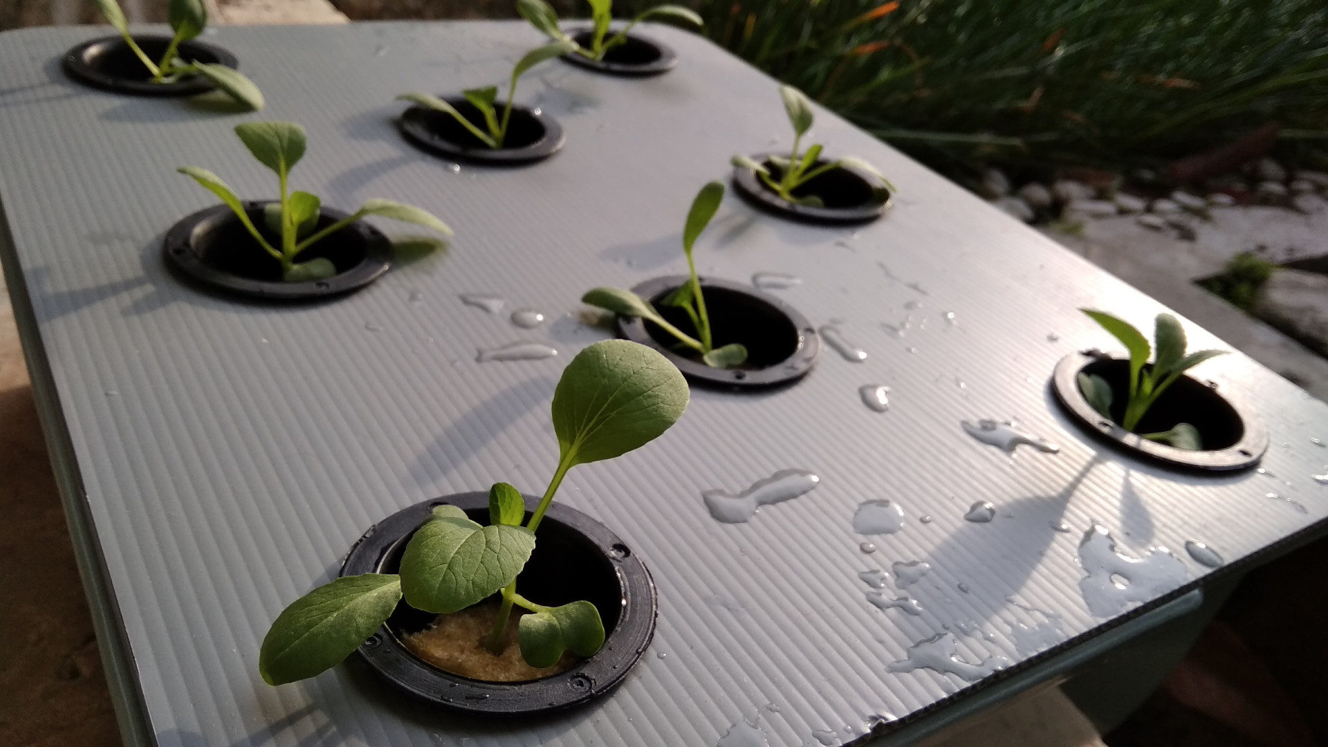 Sådan holder du dine planter i live, når du ikke er hjemme