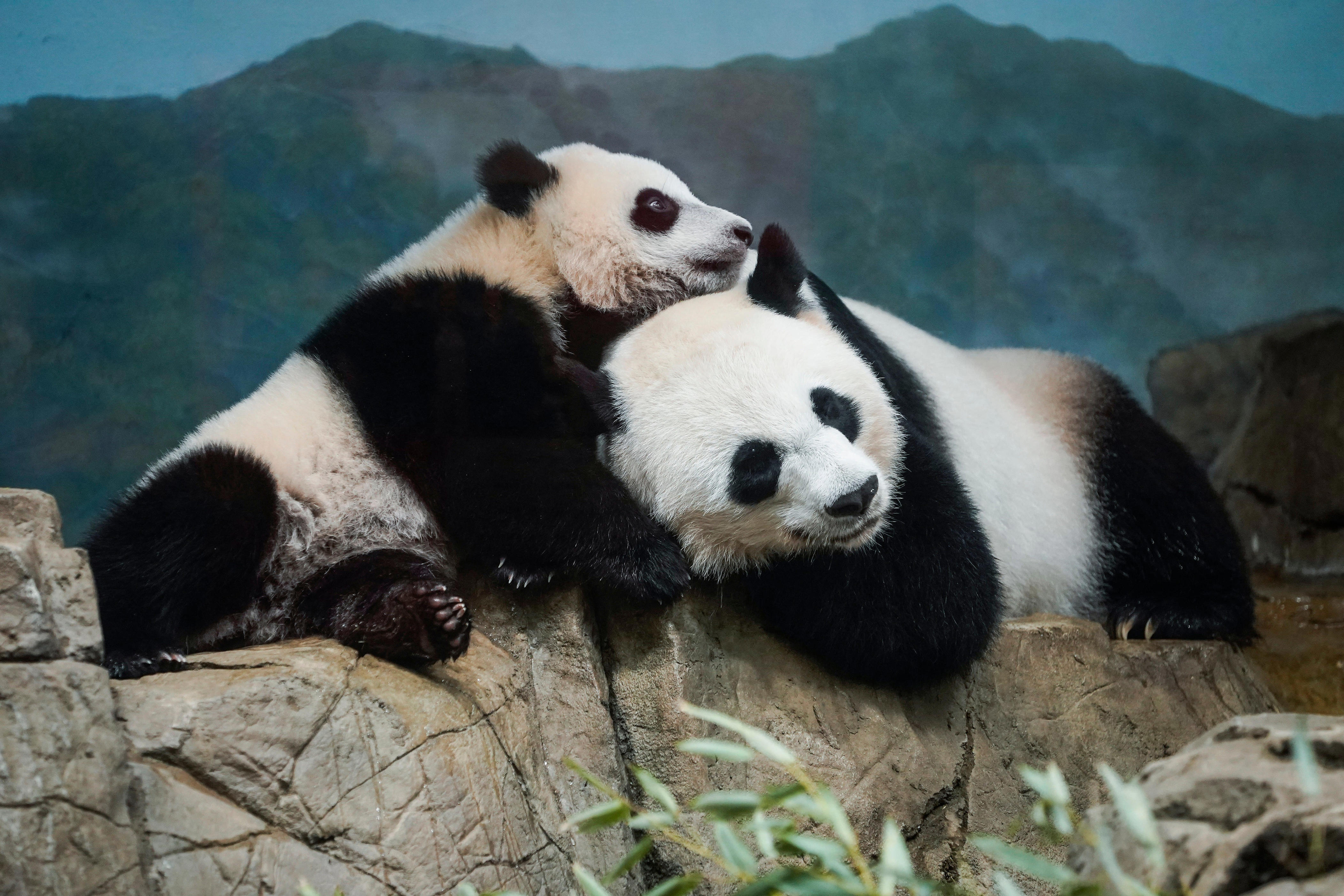 Unbearable no more: Washington's pandas are back! 5 fun and furry facts ...