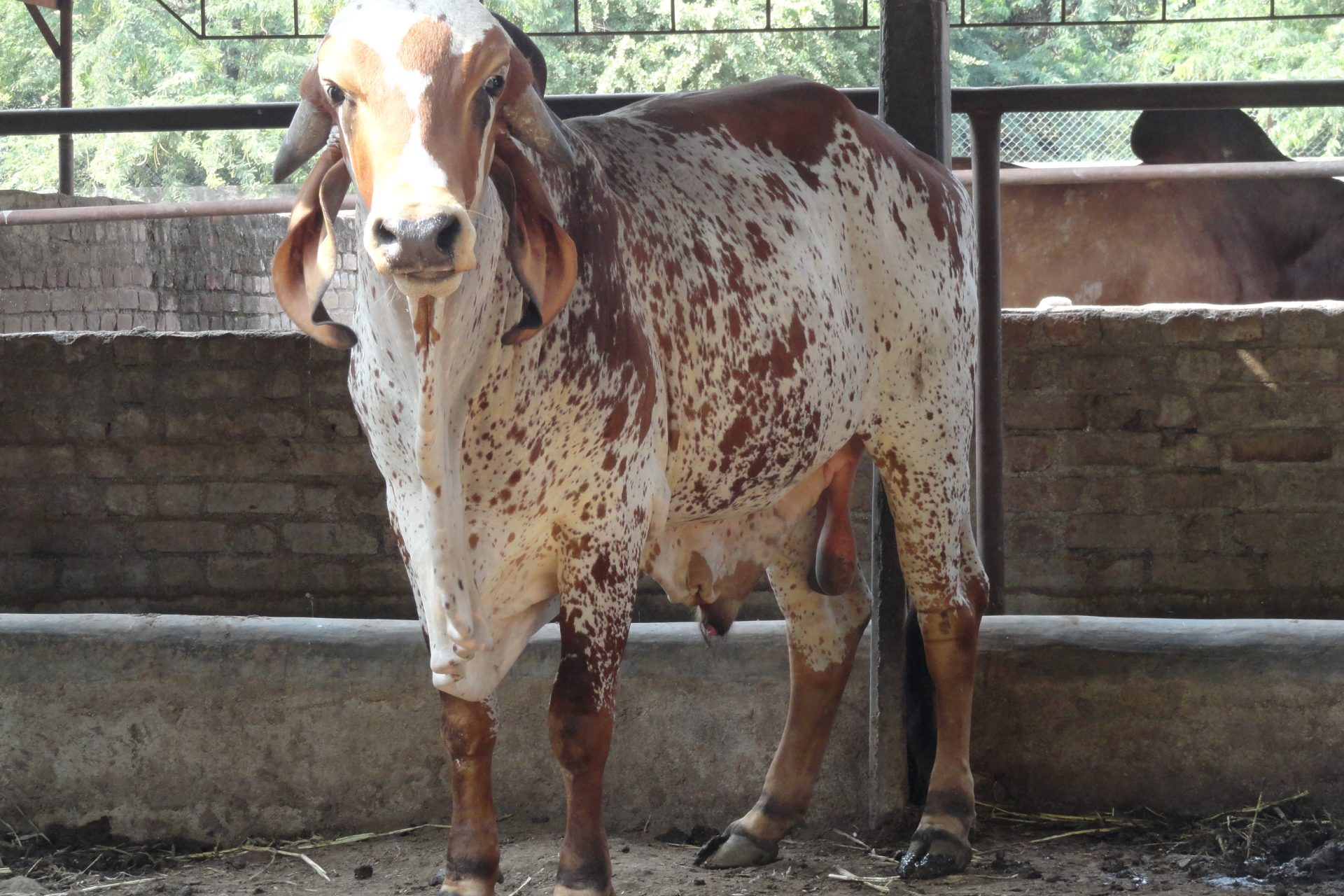 A nova raça de gado que pode salvar o mundo