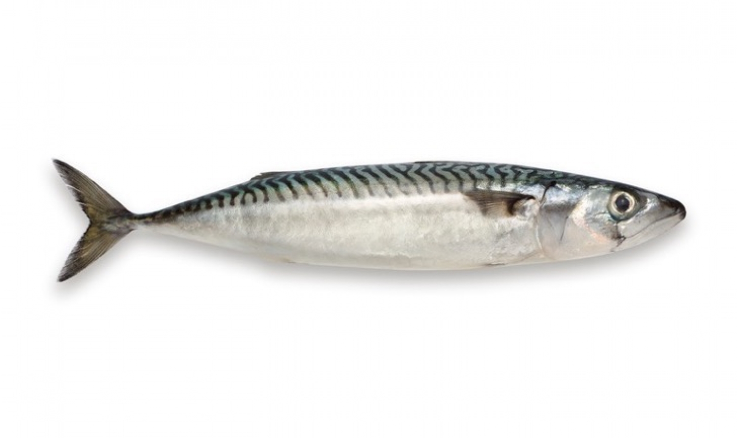 8 Fische, die ihr lieber meiden solltet