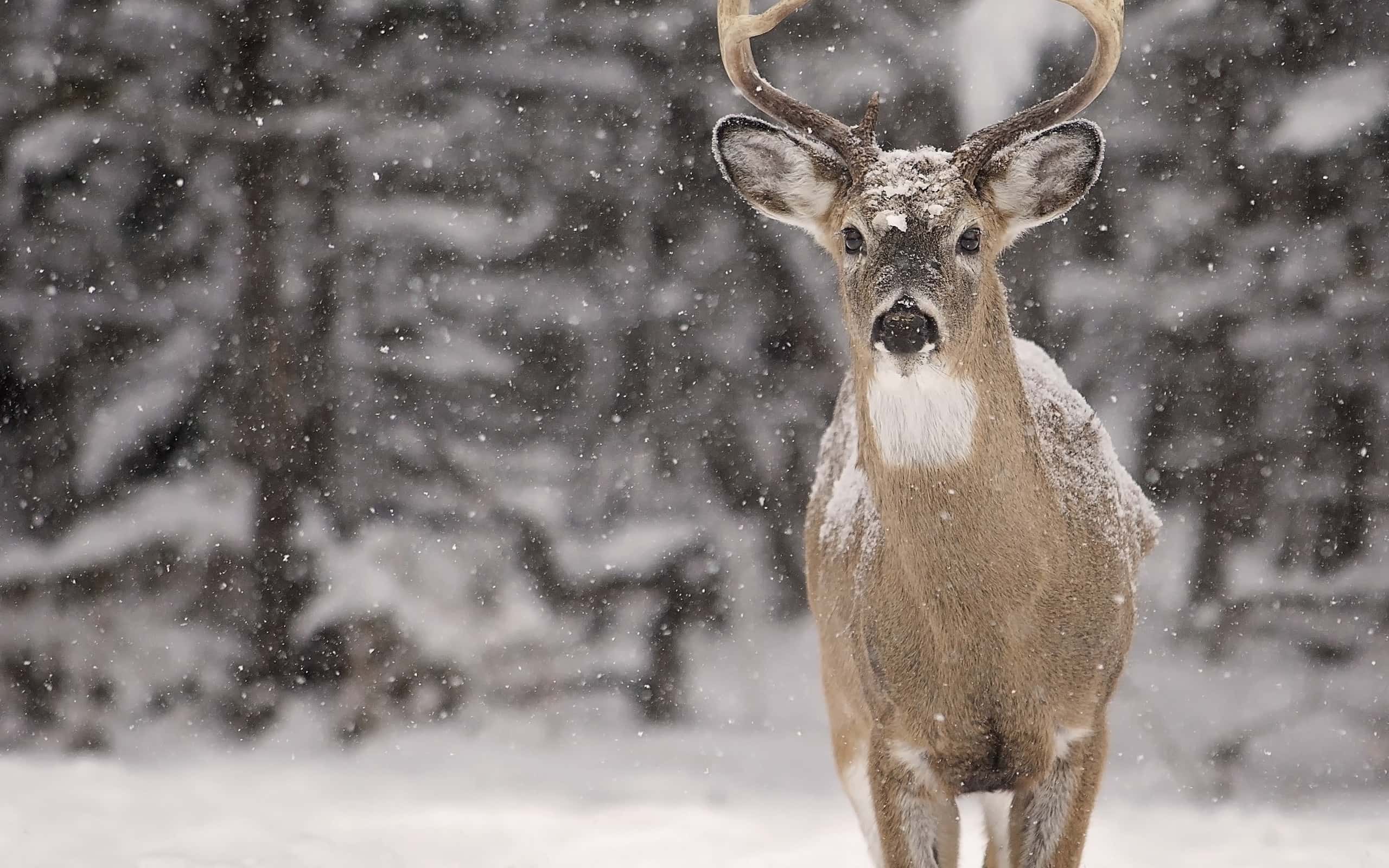 Students sparked a wildlife revolution—but why did lawmakers choose the ...
