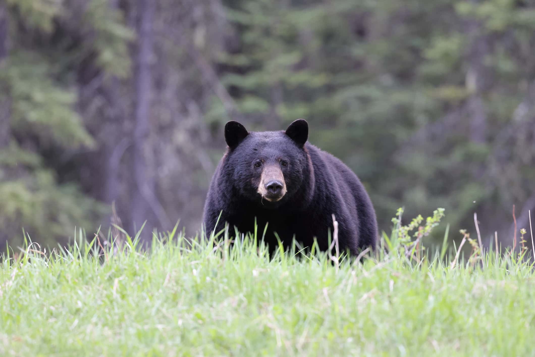 The black bear: Louisiana’s rarely seen state mammal