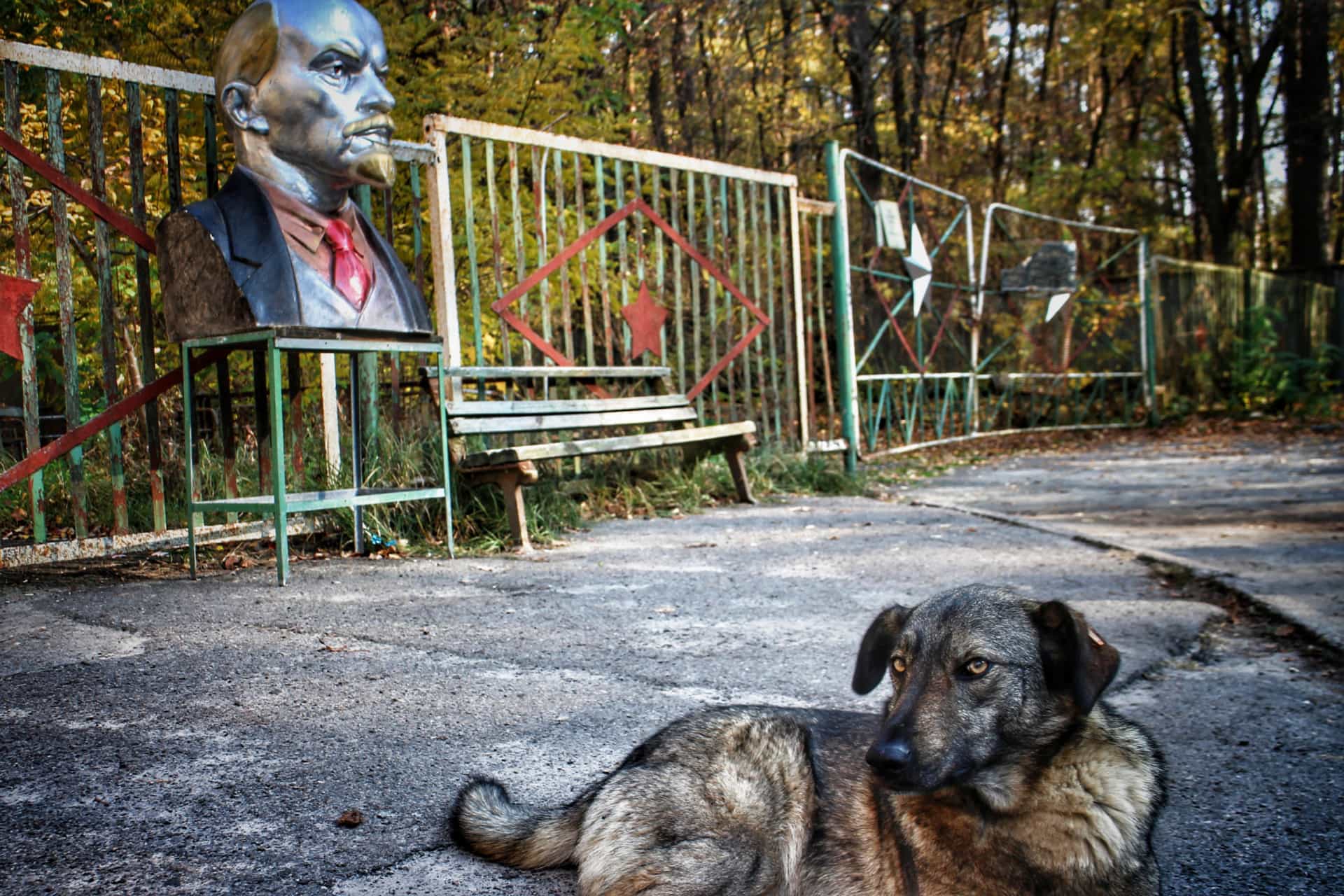 Chernobyl's legacy of radioactive animals