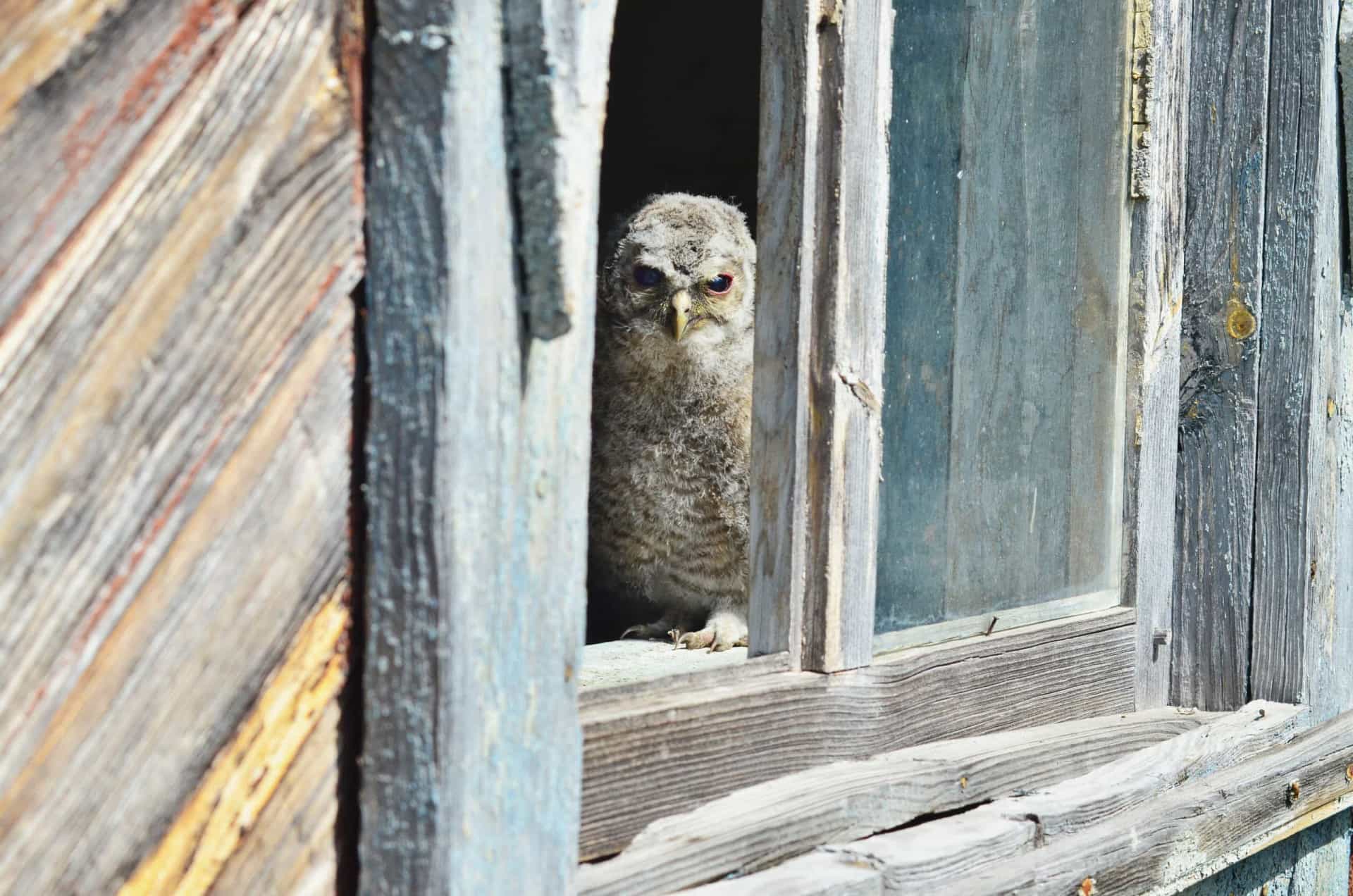 Chernobyl's legacy of radioactive animals