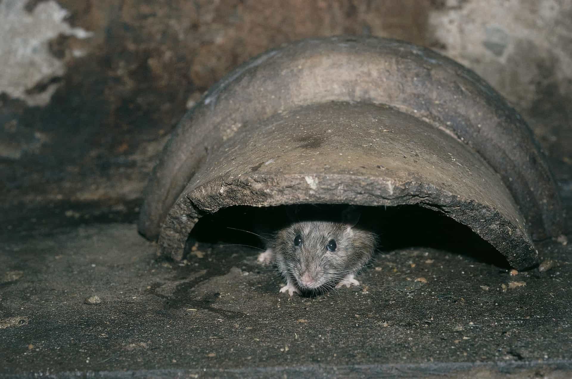 Chernobyl's legacy of radioactive animals