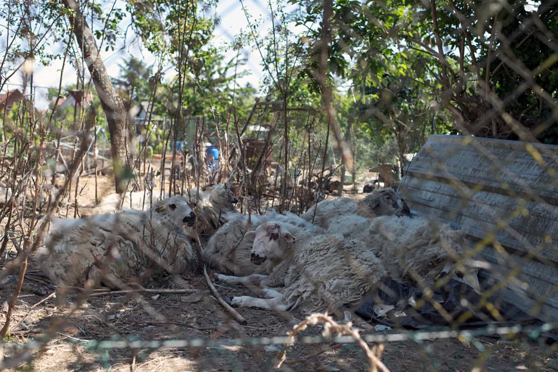 Chernobyl's legacy of radioactive animals