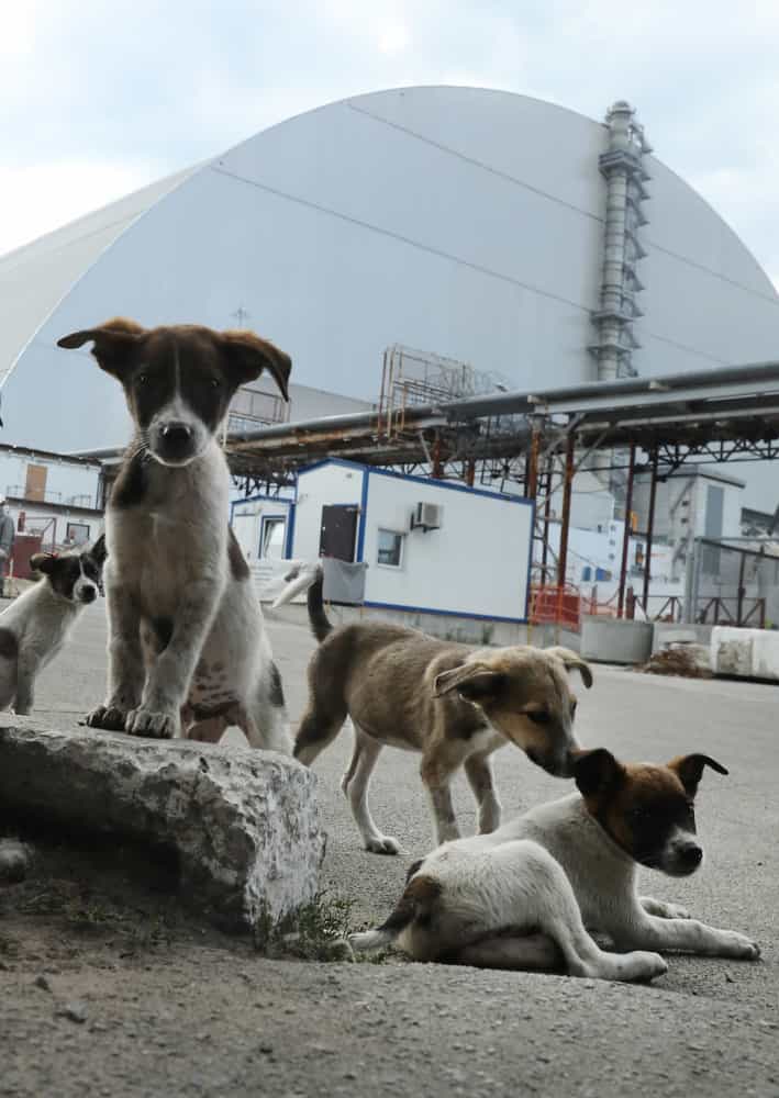 Chernobyl's legacy of radioactive animals