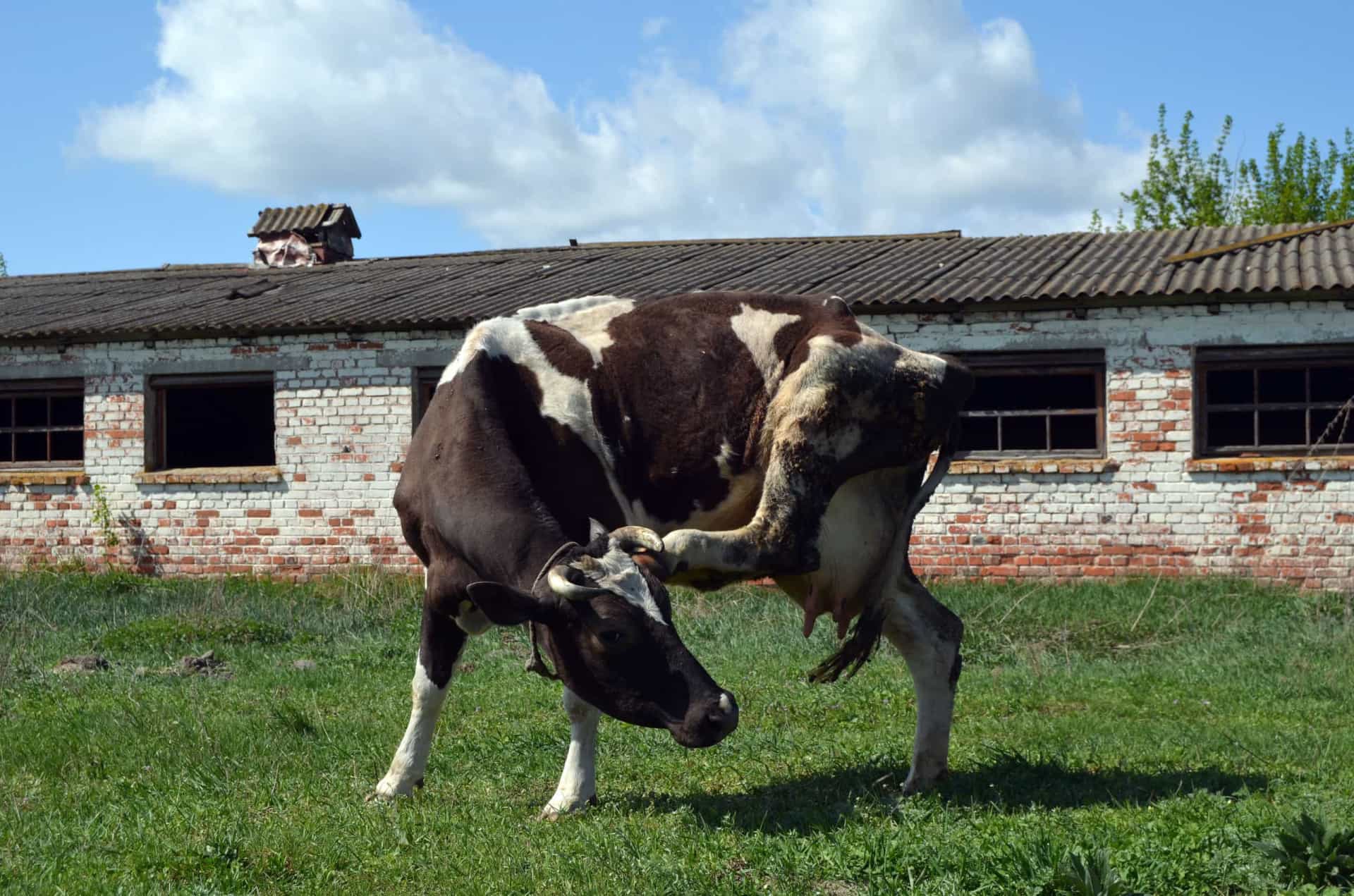 Chernobyl's legacy of radioactive animals