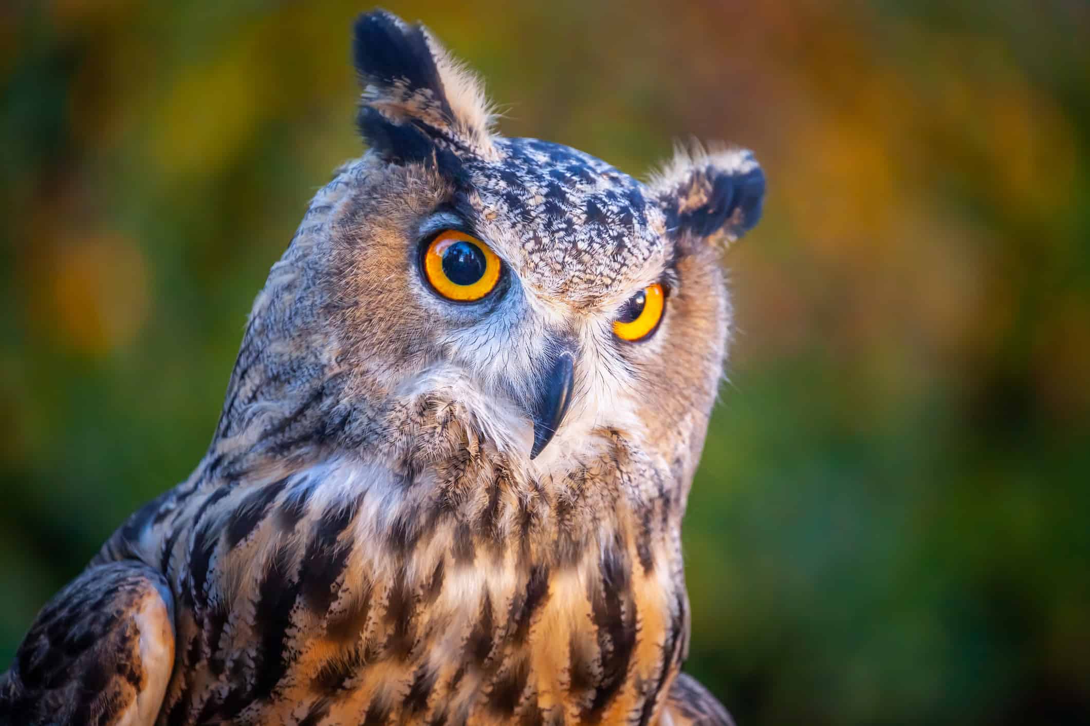 Why this owl’s rescue defied every rule of construction—and animal rehab