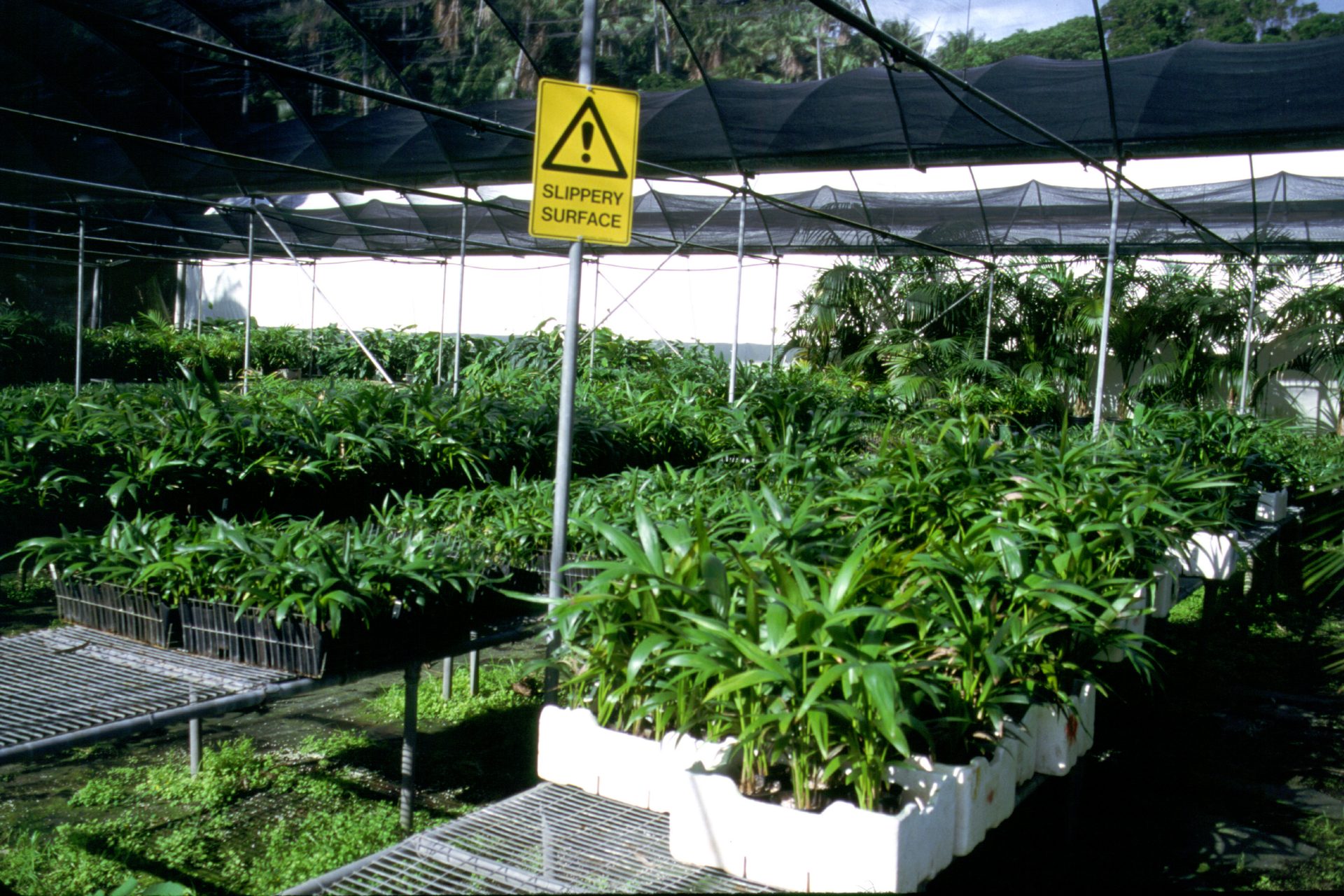 Selon une nouvelle étude scientifique, les plantes communiquent entre ...