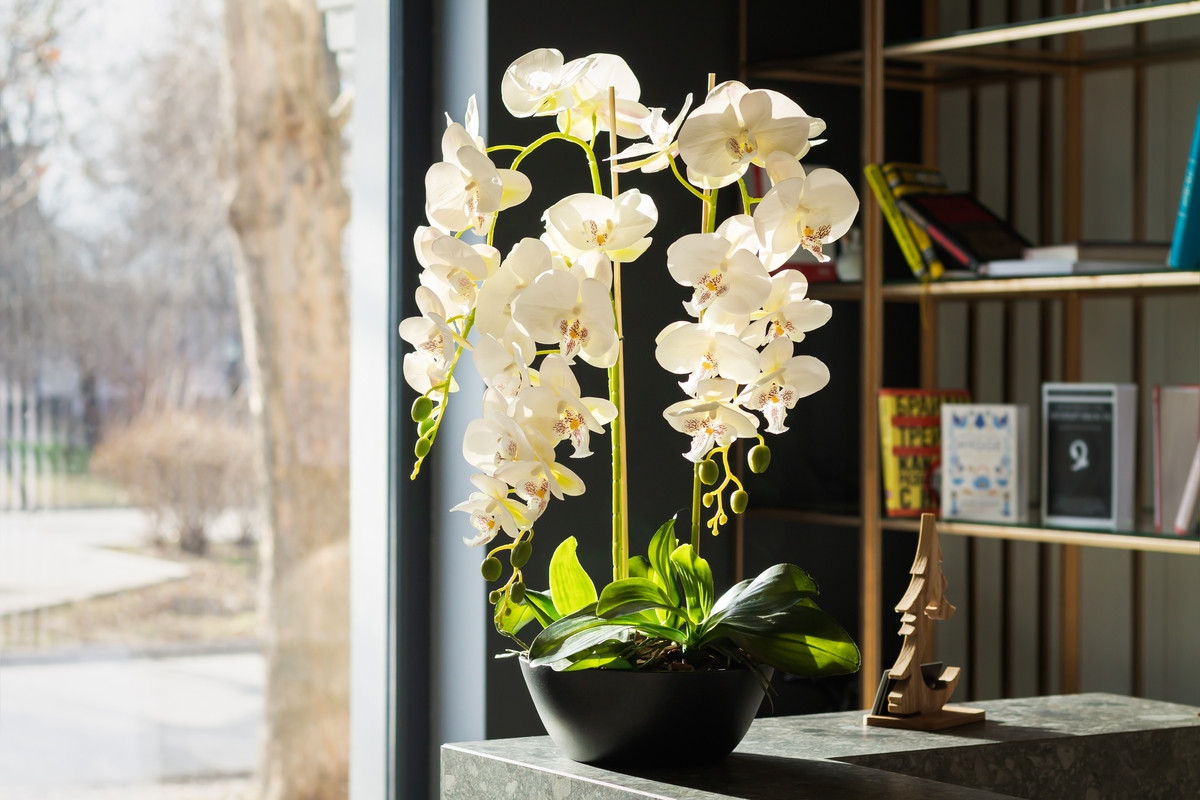 Placez cet objet à côté de votre orchidée cet automne : elle fleurira ...