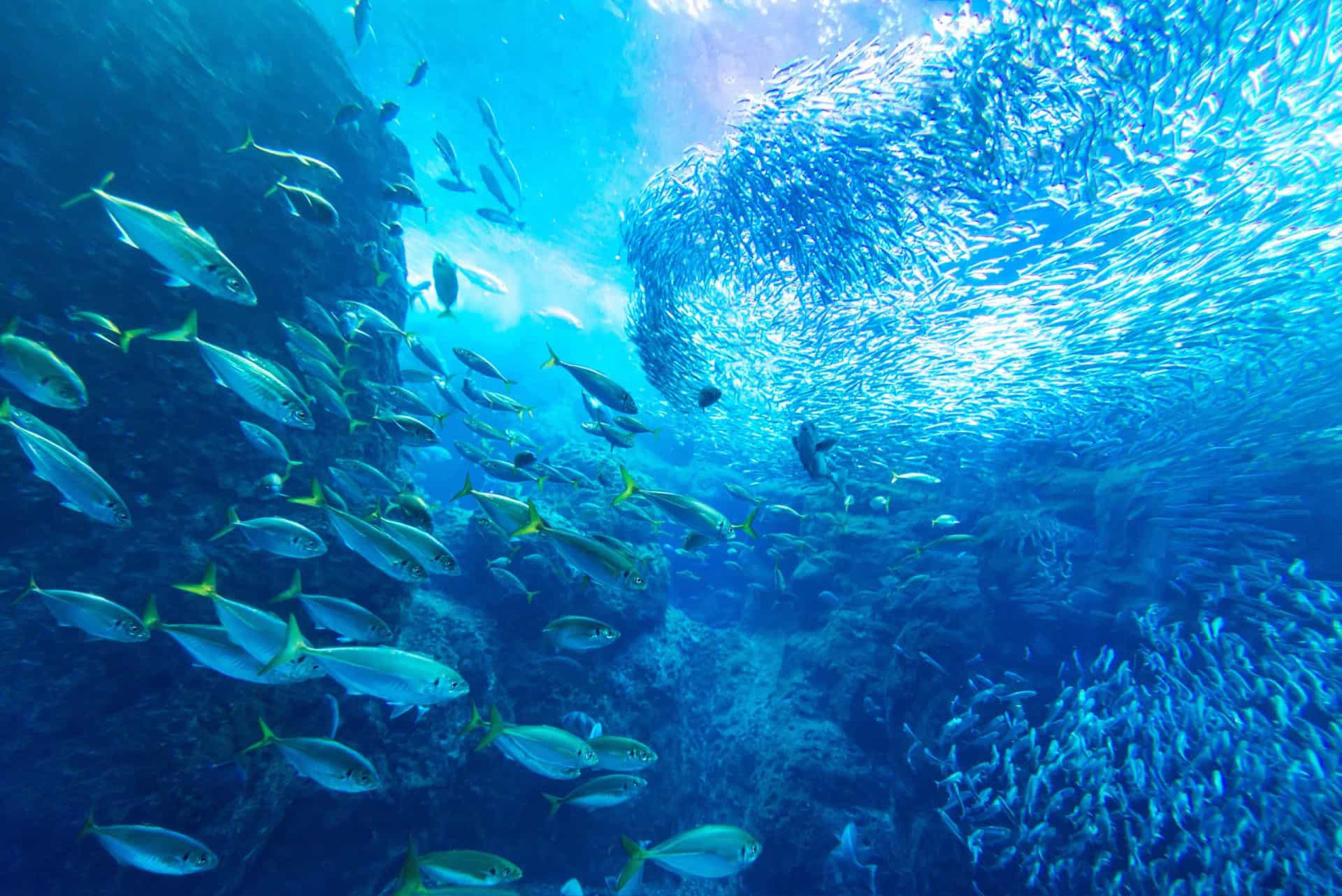 Can Earth survive without humans?