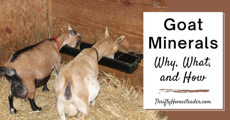 Goat Minerals: Why, What, and How