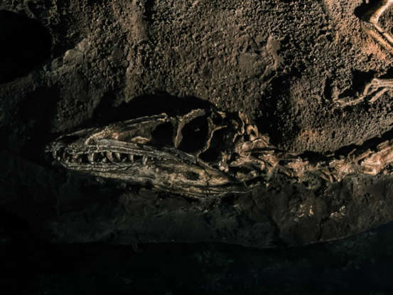 Is Nessie real? Dive into the Loch Ness Monster mystery Is Nessie real? Dive into the Loch Ness Monster mystery