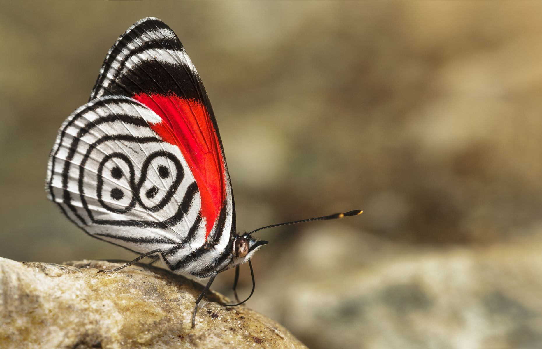 20 totally amazing butterfly species
