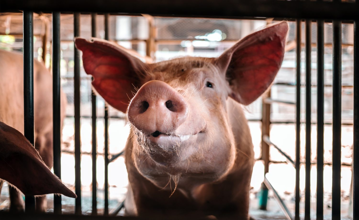 These Creatures Make Amazing Emotional Support Animals