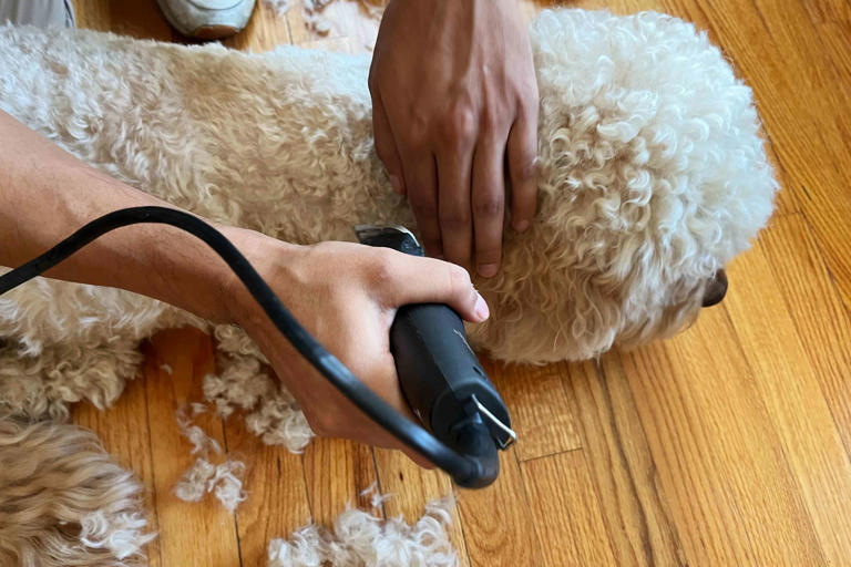 The 7 best dog clippers tested with at-home trims on real dogs