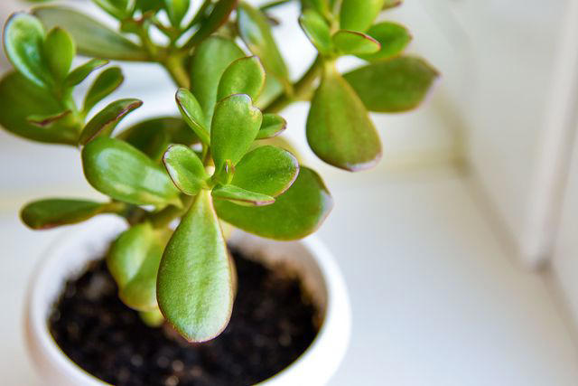 3 Ways to Propagate a Jade Plant