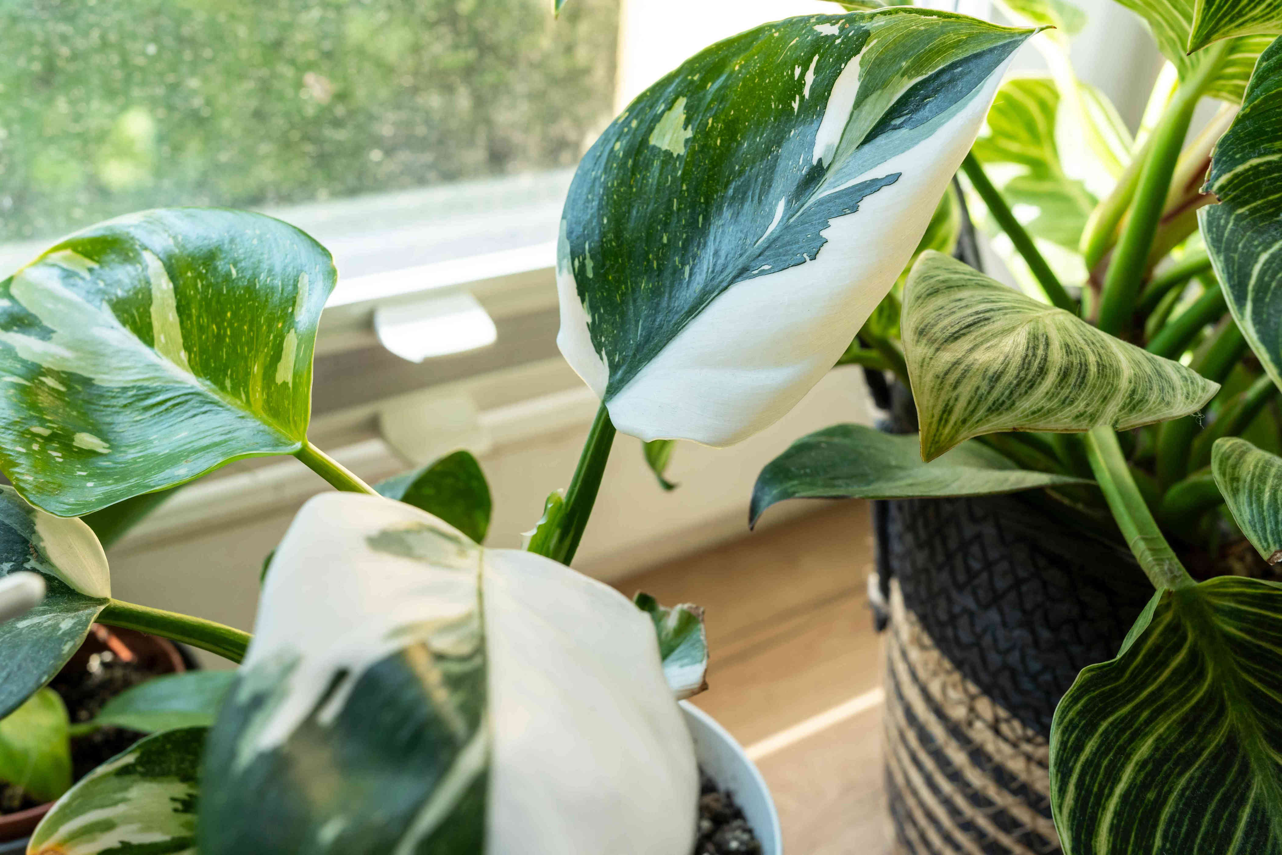 Philodendron White Princess: A Complete Care Guide