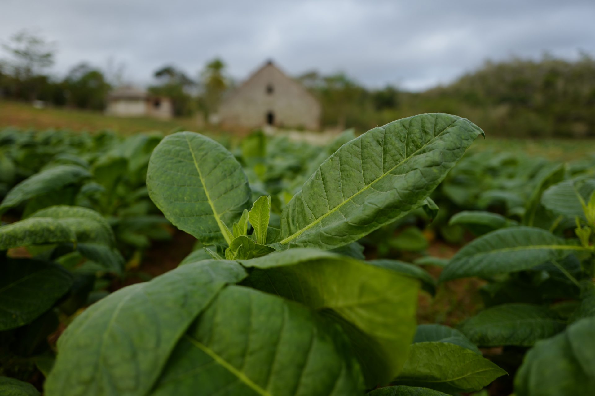New study reveals how plants warn each other about nearby danger