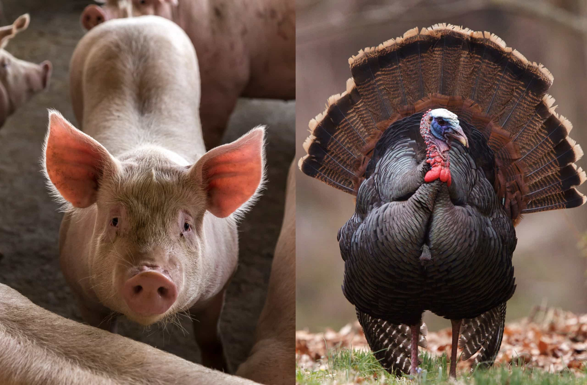Strange foods you won't believe people used to eat