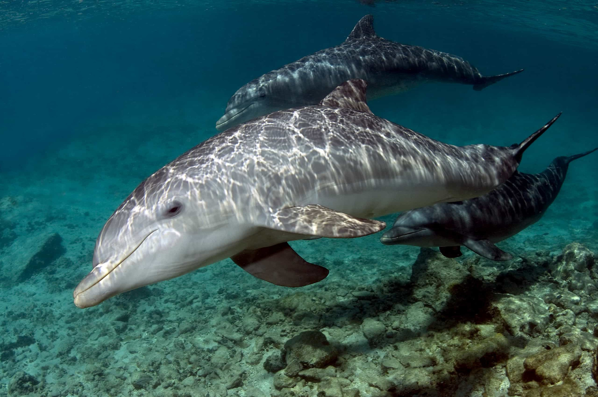 Delightful dolphin facts that will surprise you