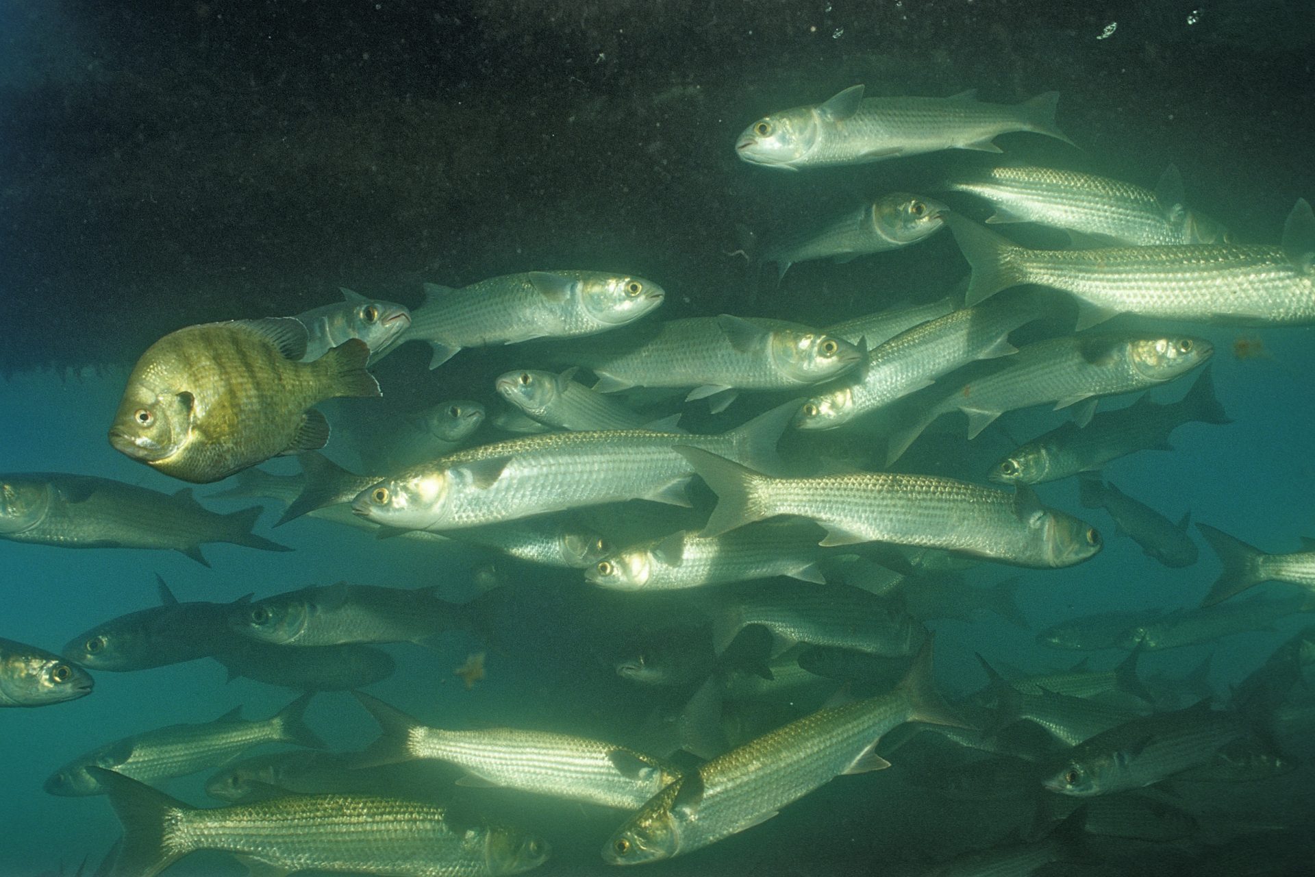 Osborne Reef is the worst U.S. environmental disaster you've never ...