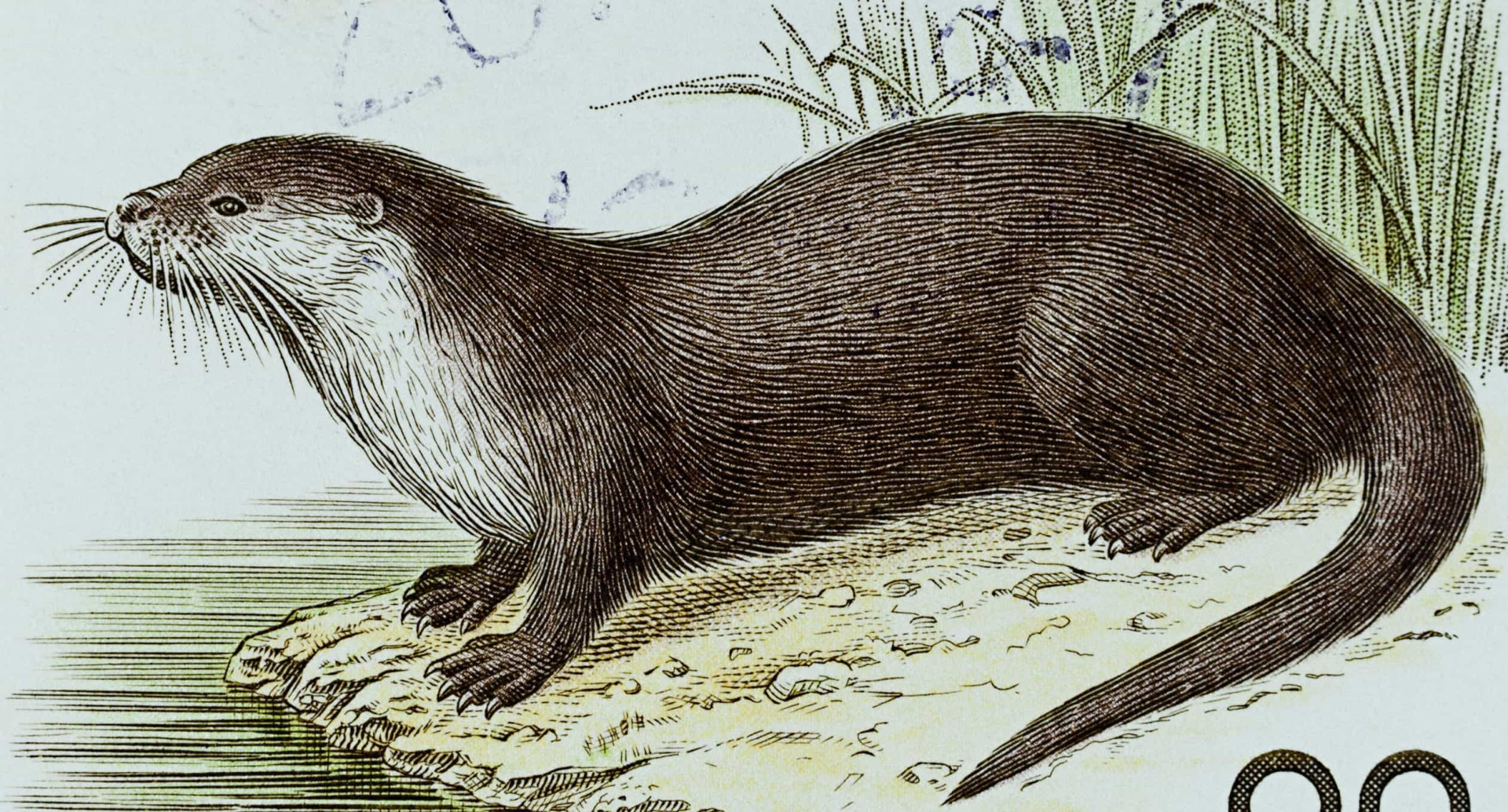 Wildlife species that have gone extinct in the 21st century