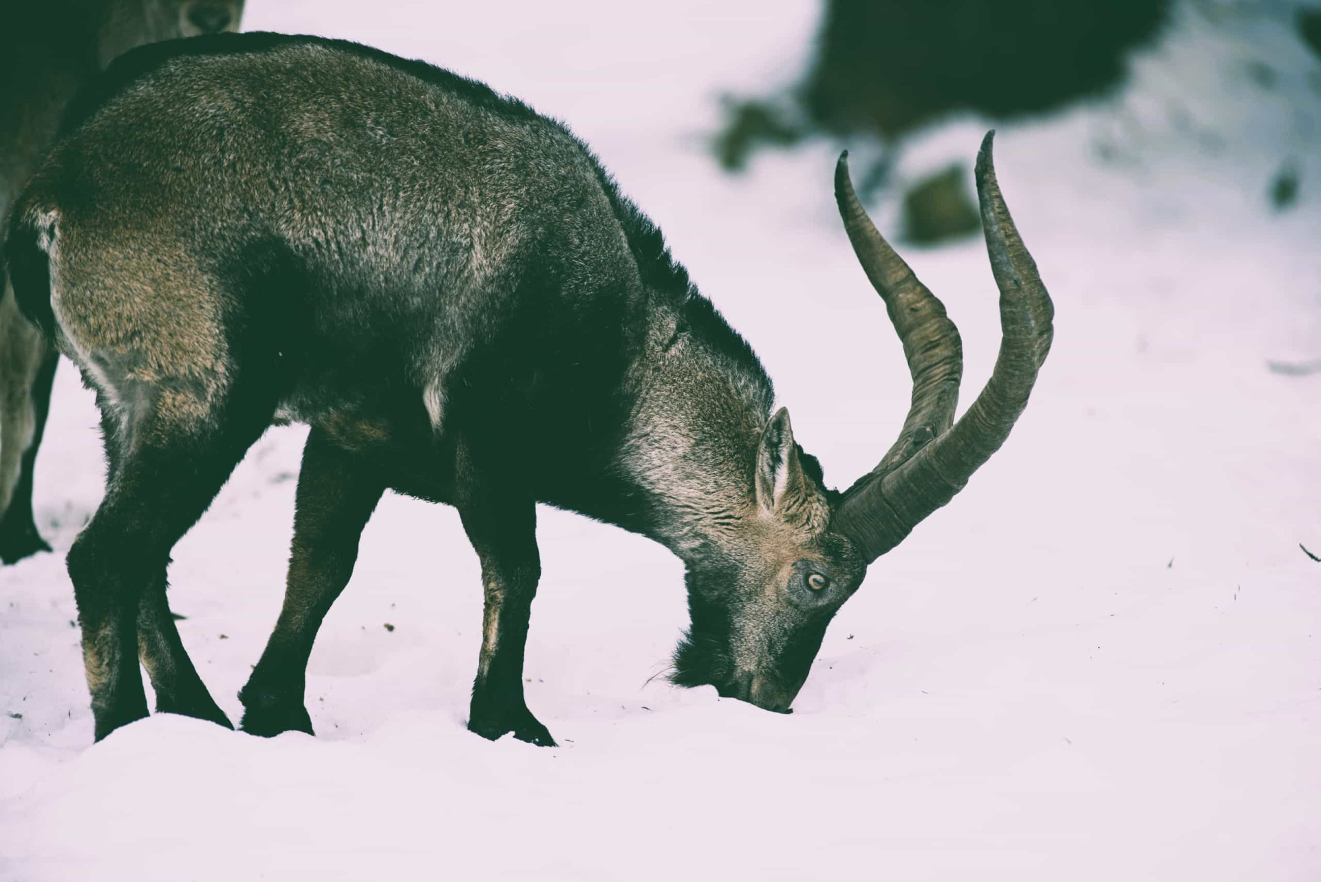 Wildlife species that have gone extinct in the 21st century