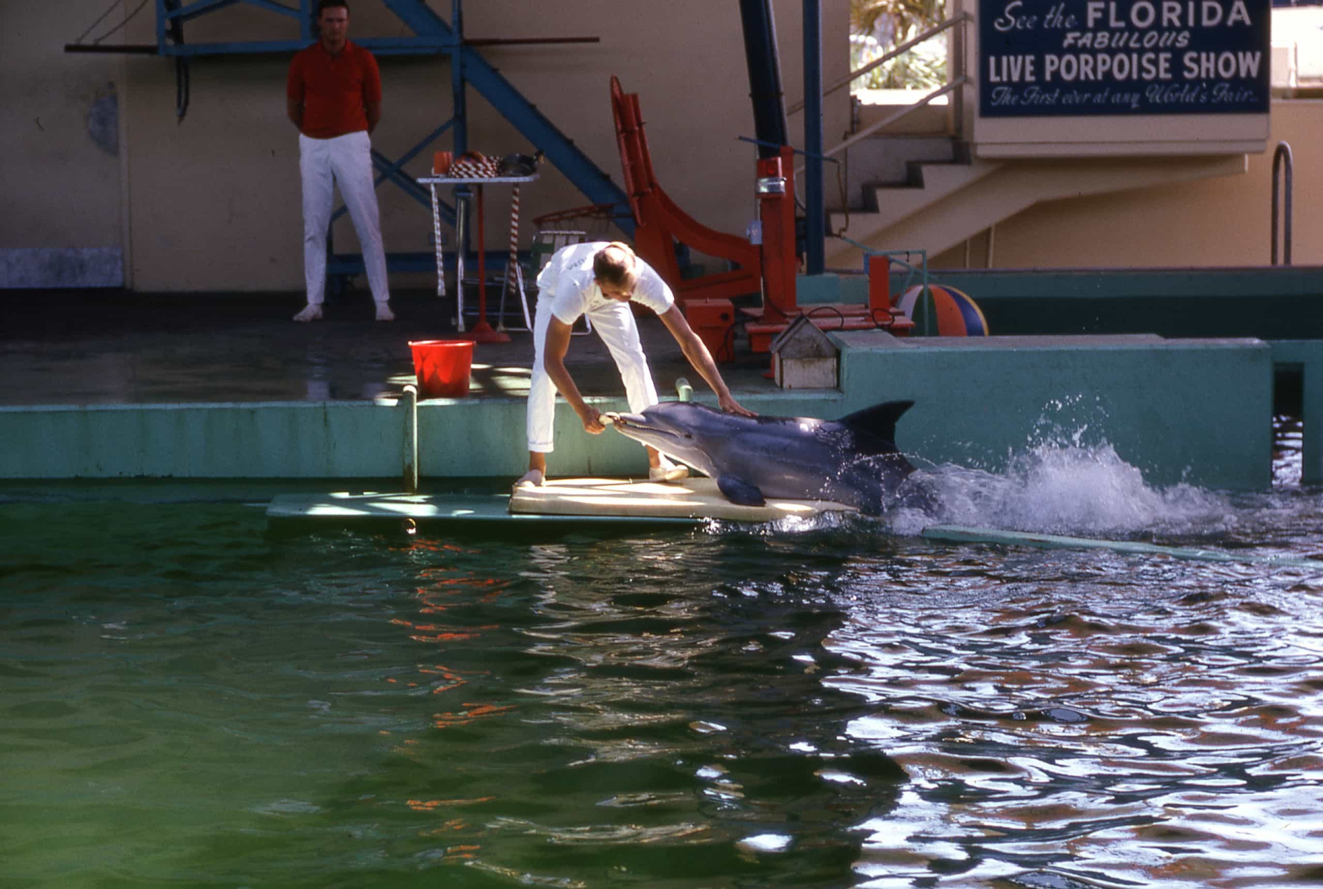 Delightful dolphin facts that will surprise you