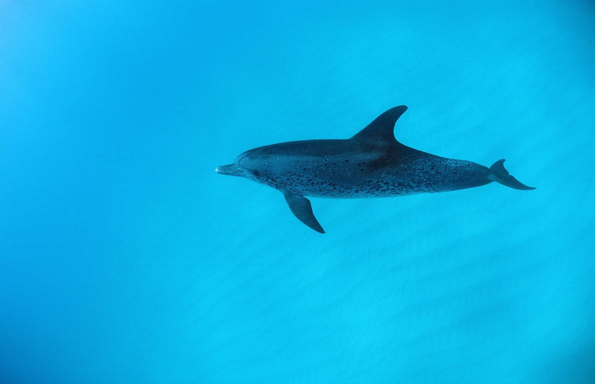 Delightful dolphin facts that will surprise you