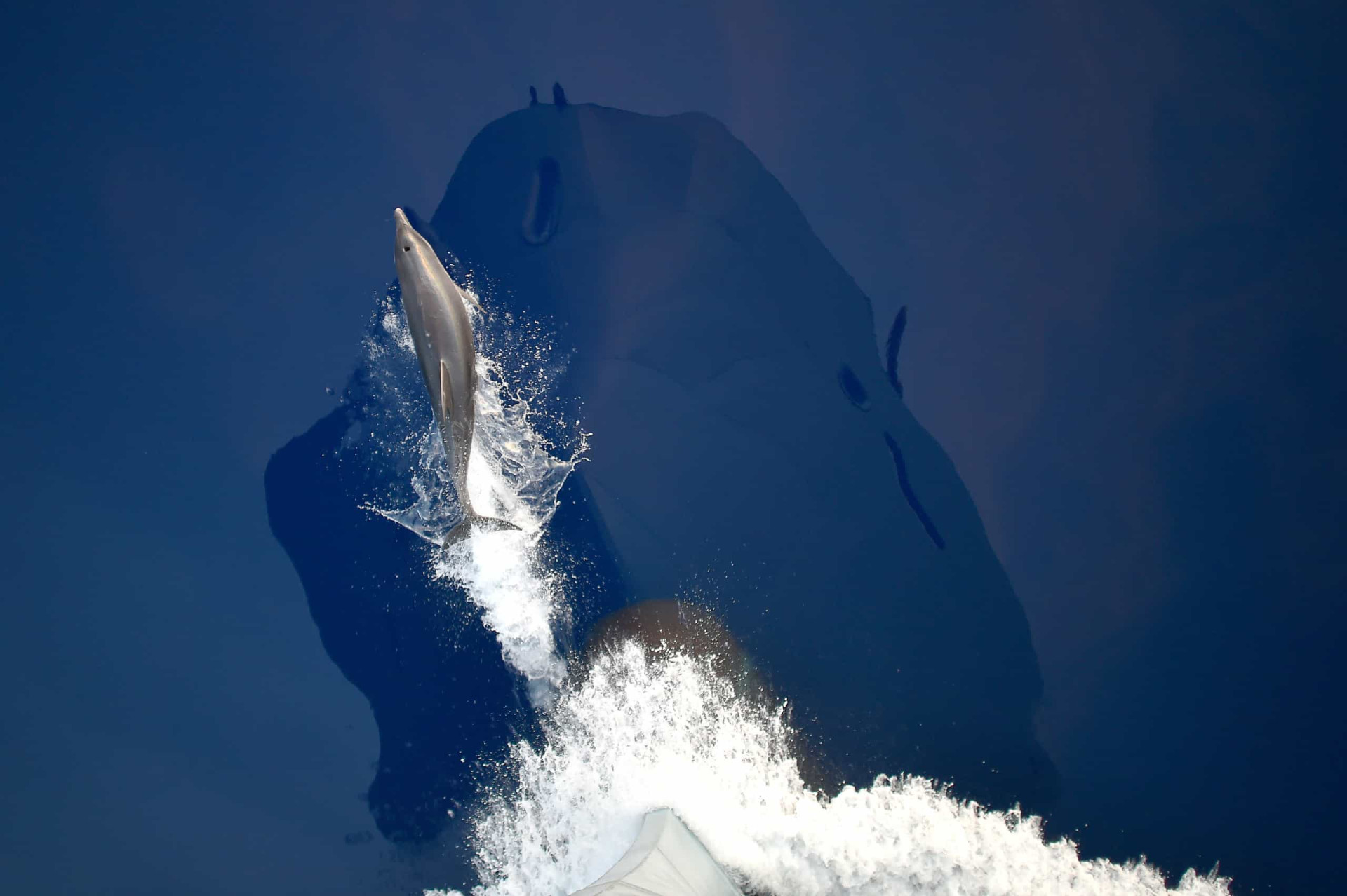 Delightful dolphin facts that will surprise you