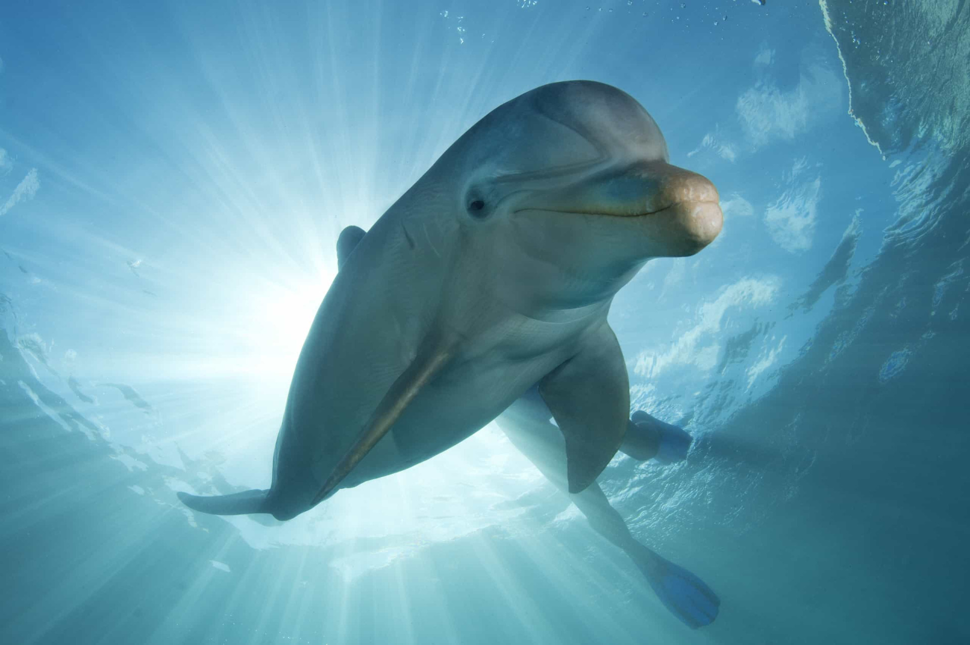 Delightful dolphin facts that will surprise you